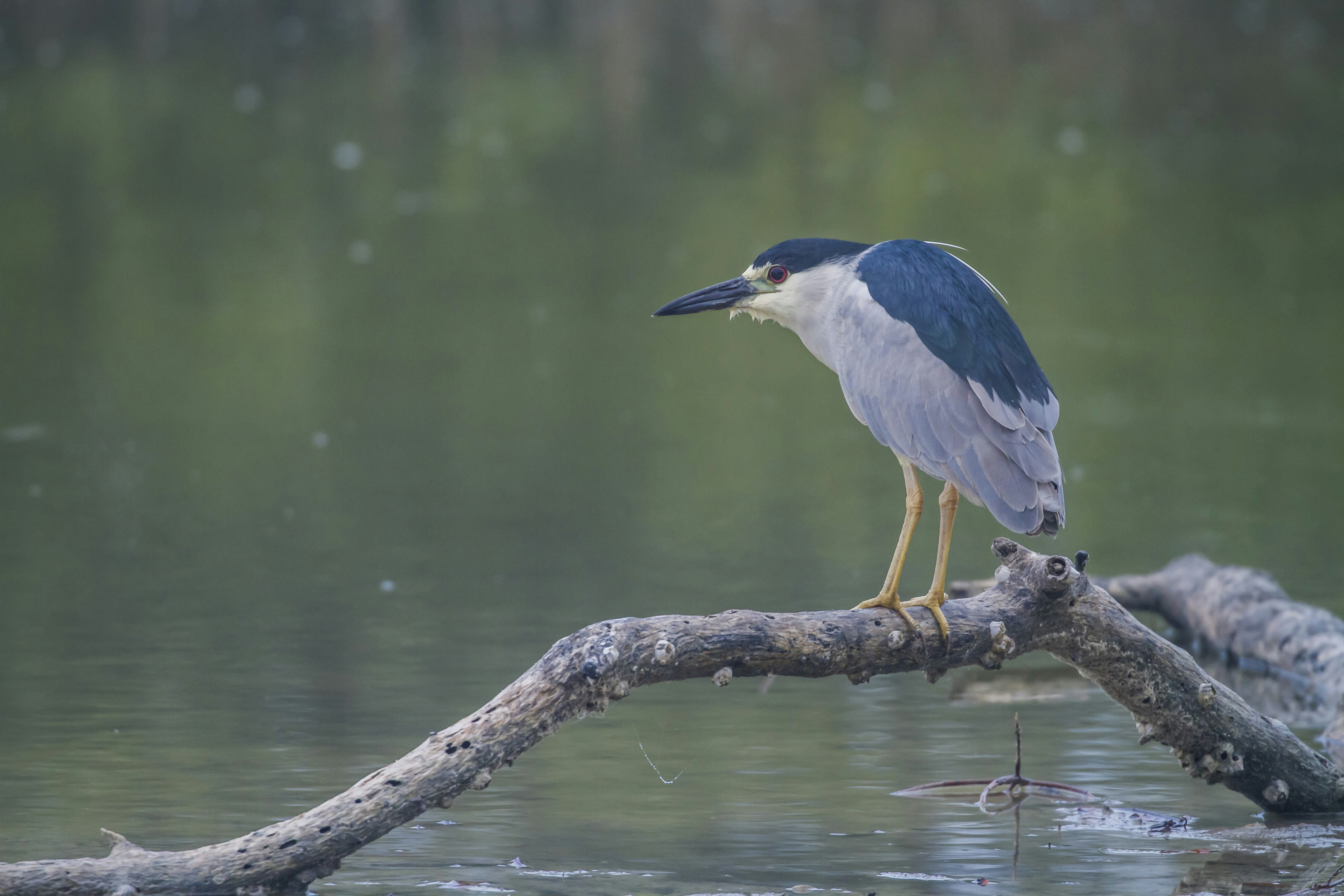 A lot of birds blend into their habitat.  This Black Crowned Night Heron’s coloration contrasted with the color of the green lagoon. | short-beak white and blue bird perched on tree branch during daytime