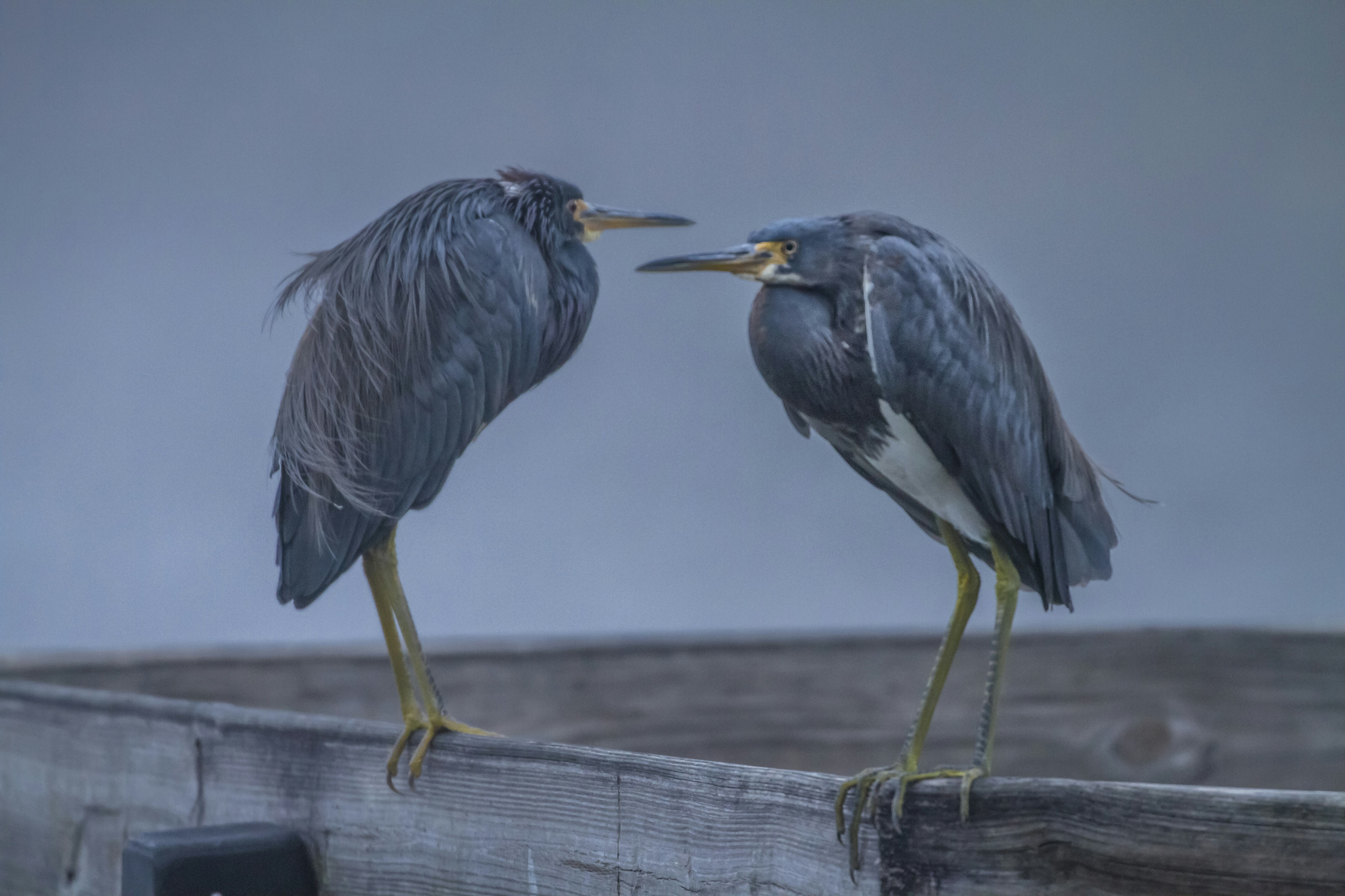 Two Tricolored Herons engage in a seemingly animated conversation atop a wooden platform in the early morning light.