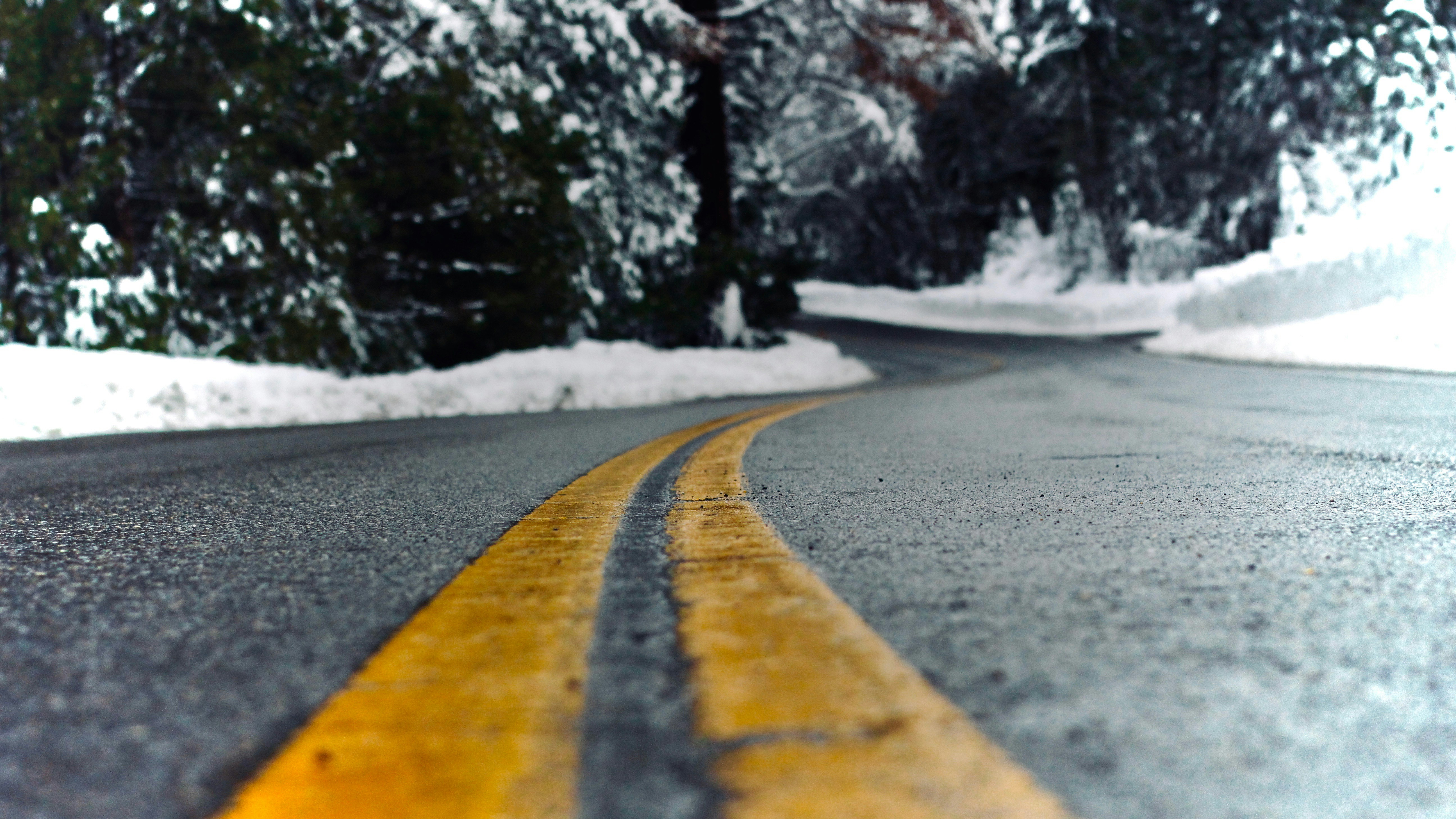 Yellow line on a wet, winding road bordered by snow-covered trees.