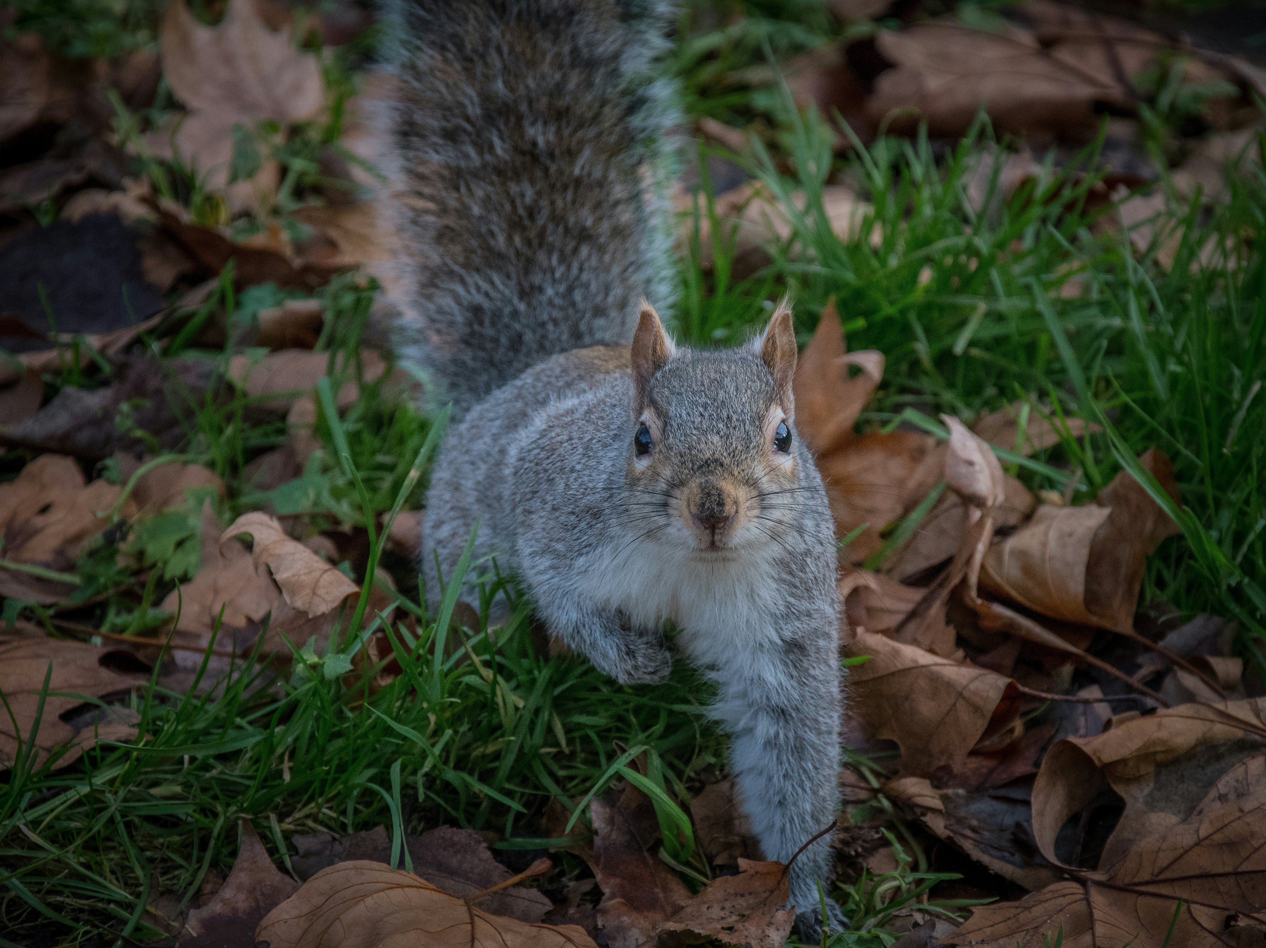 This is a grey squirrel. It’is really cute but also quite dangerous. They grey squirrel is bigger and sturdier than the european squirrel. So the european squirrel is in danger, because of this little fella | squirrel on grass and dry leaves