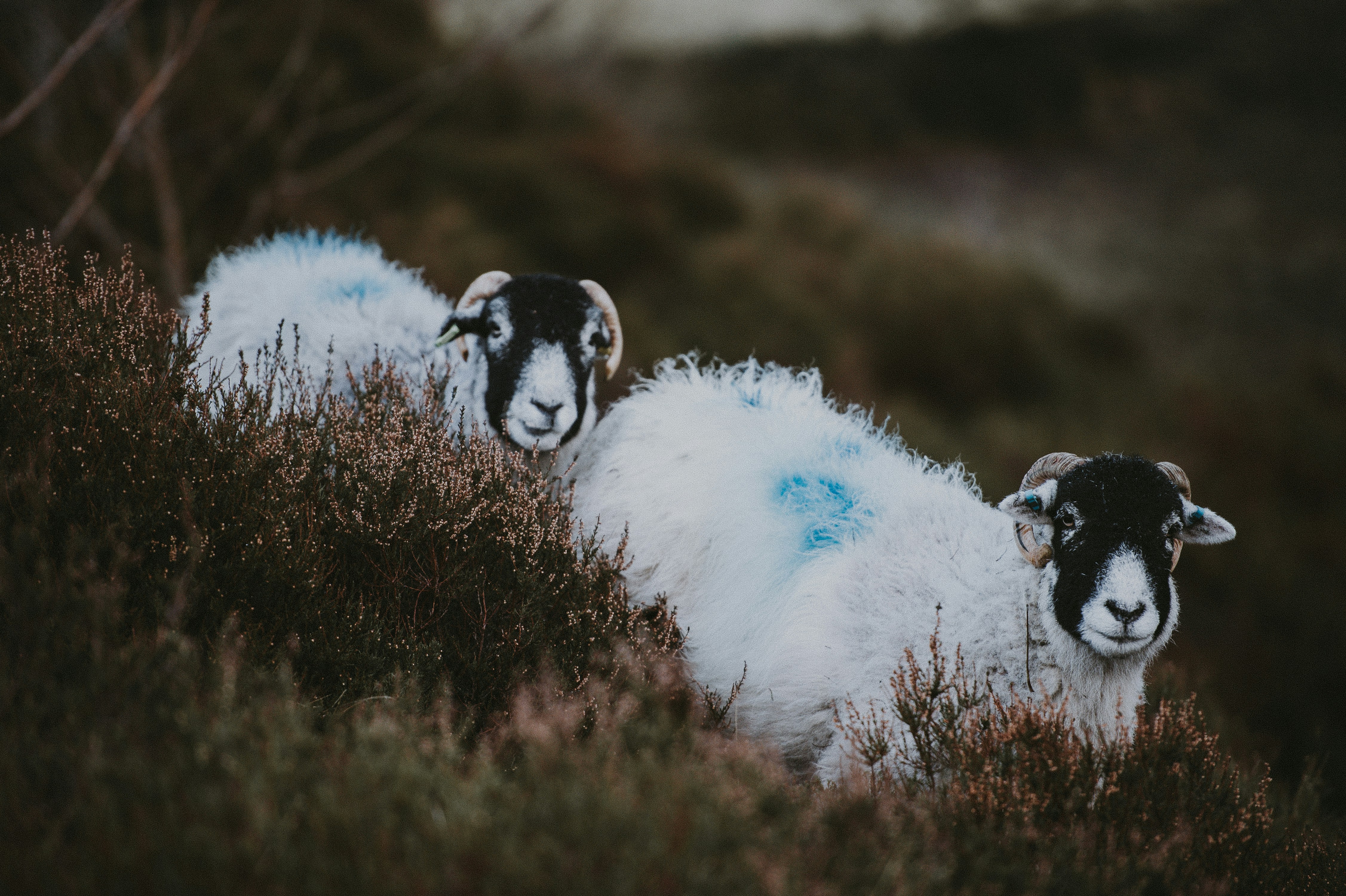 Two sheep nestled among the heather, showcasing their unique markings and calm demeanor.
