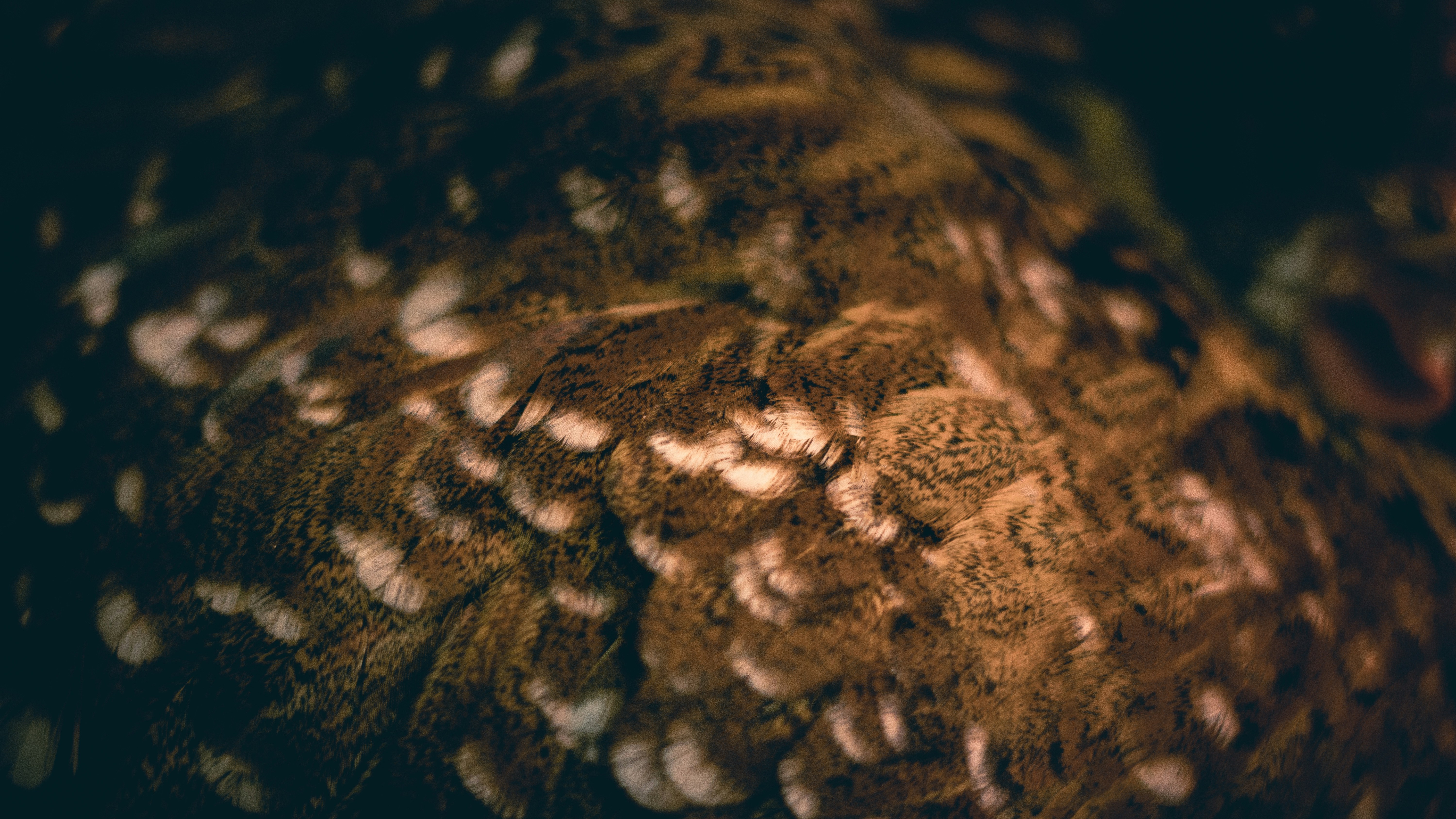 Close-up of intricate feather patterns showcasing rich textures and subtle hues. The image captures the essence of avian beauty in a natural setting.