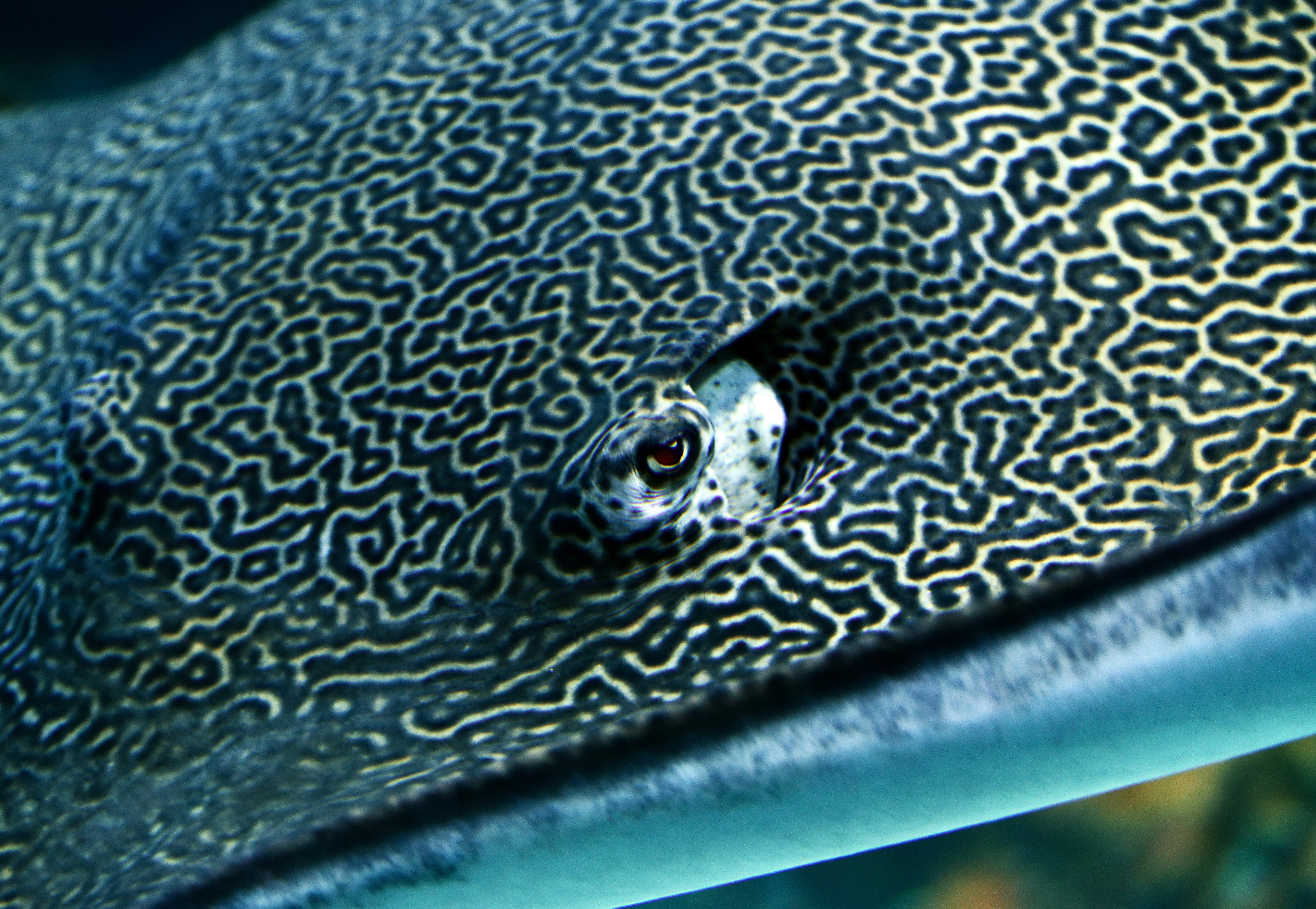 Close-up of a spotted ray showcasing intricate patterns on its skin, with a curious eye peeking through. The image highlights the unique textures and colors of this marine creature.