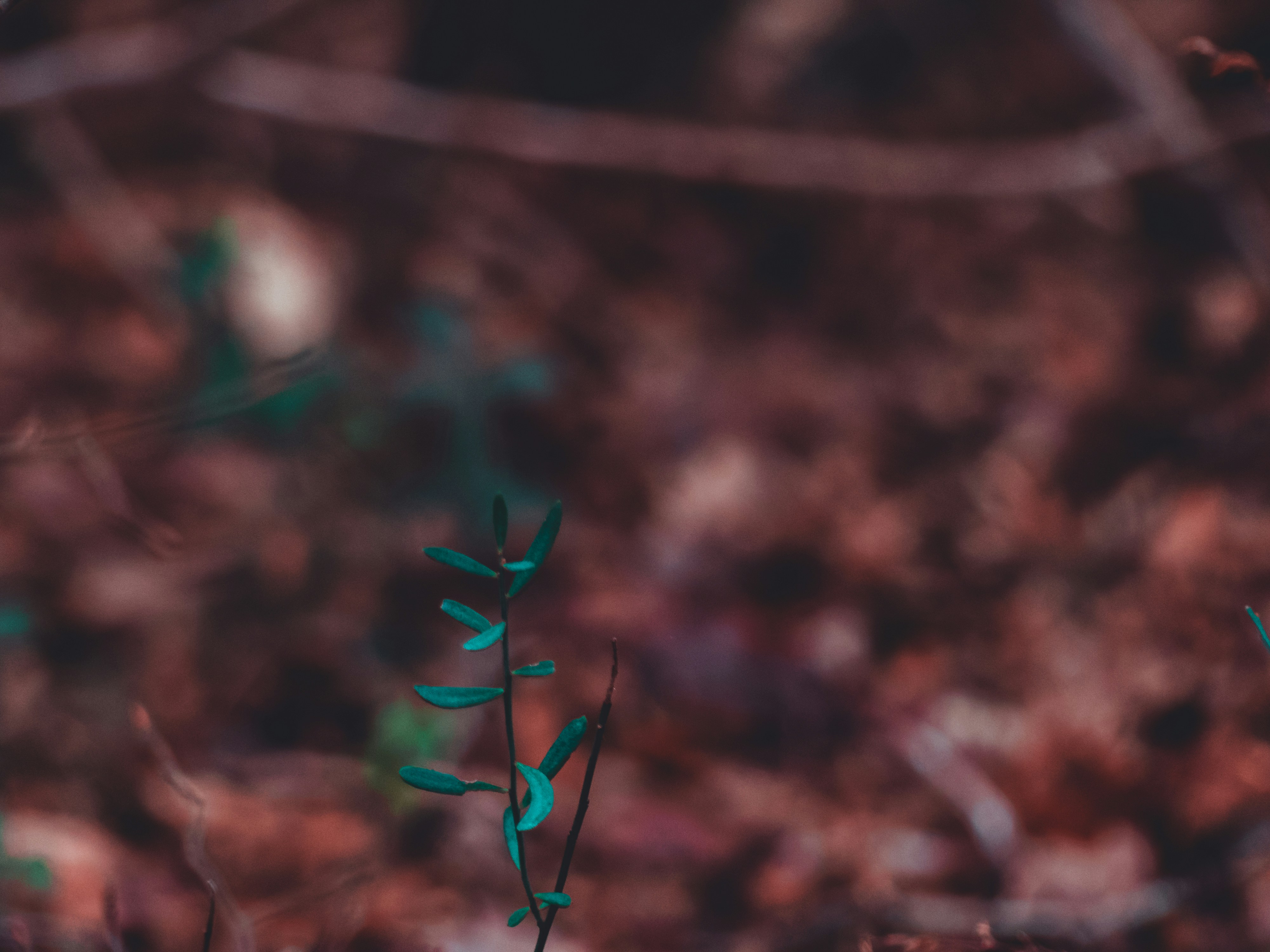 Teal Sprout Against Ember-Brown Forest Floor