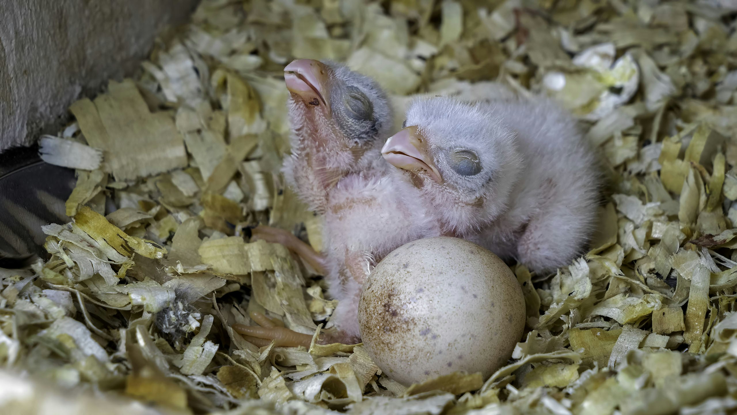 Two newly hatched chicks nestled in a bed of straw, with one unhatched egg nearby. Their delicate features and soft downy feathers hint at the fragility of new life.