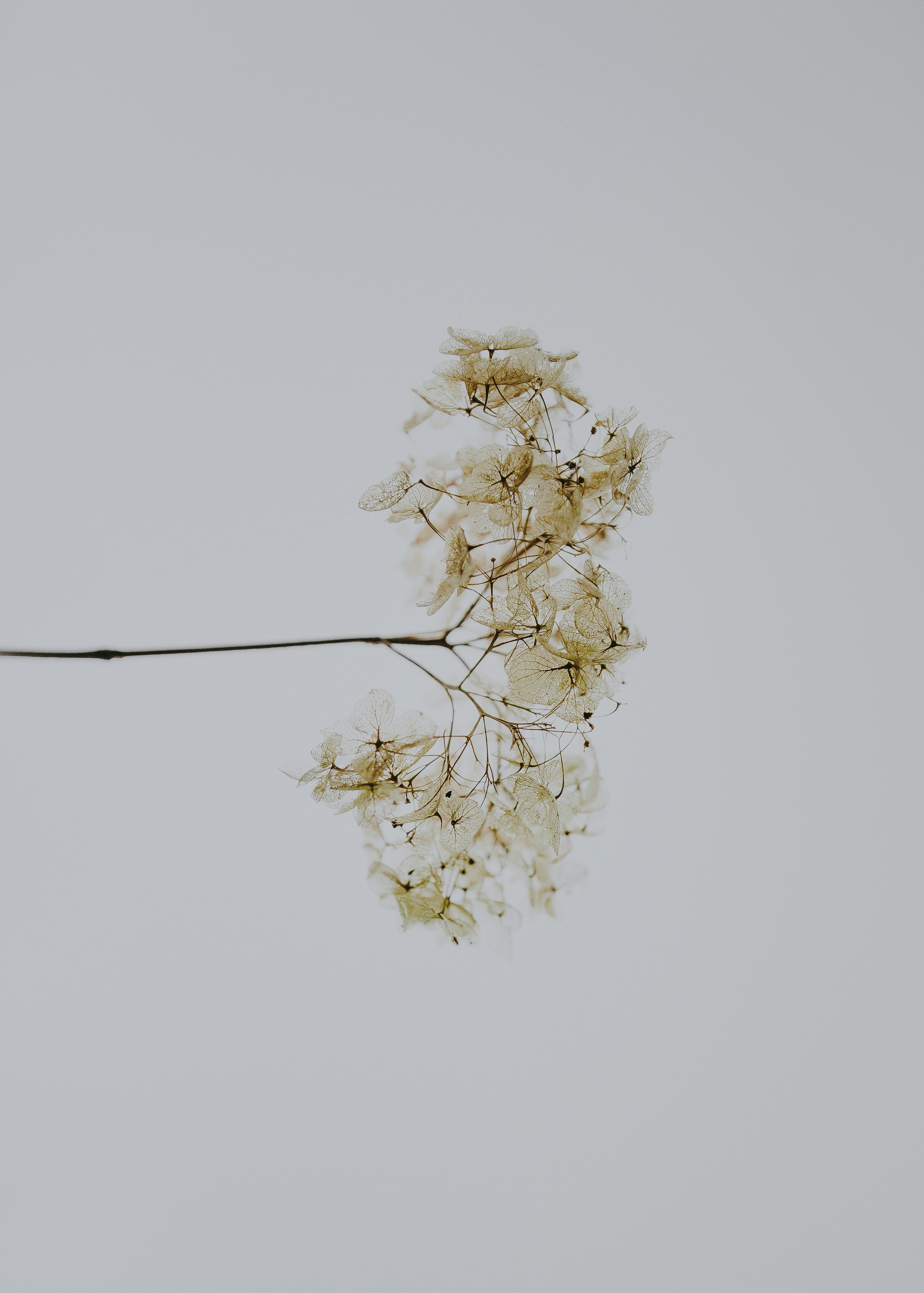 Delicate white flowers suspended against a soft gray background, showcasing their intricate details and ethereal beauty.
