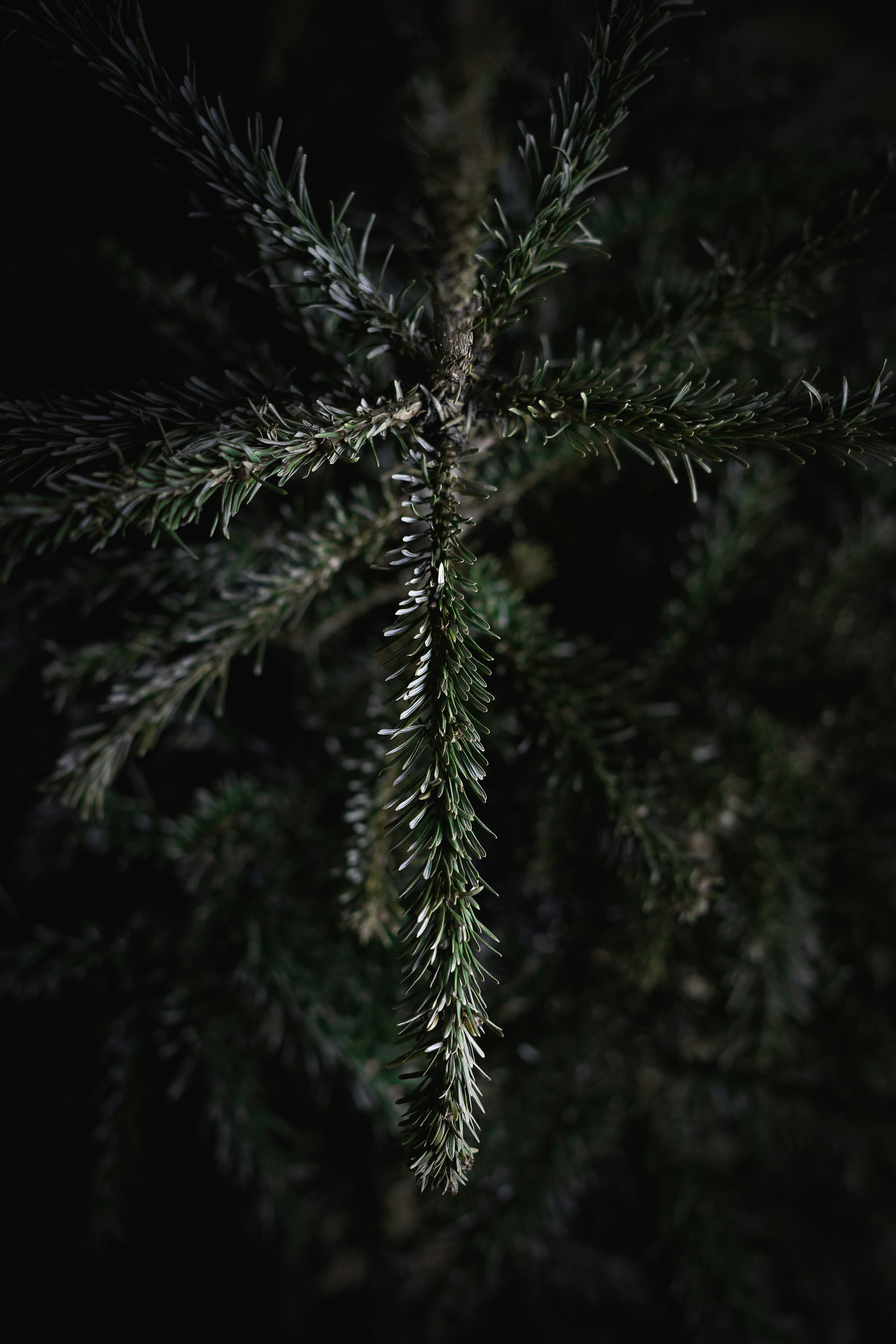 Close-up of a pine branch highlighting its intricate needle structure against a dark backdrop.