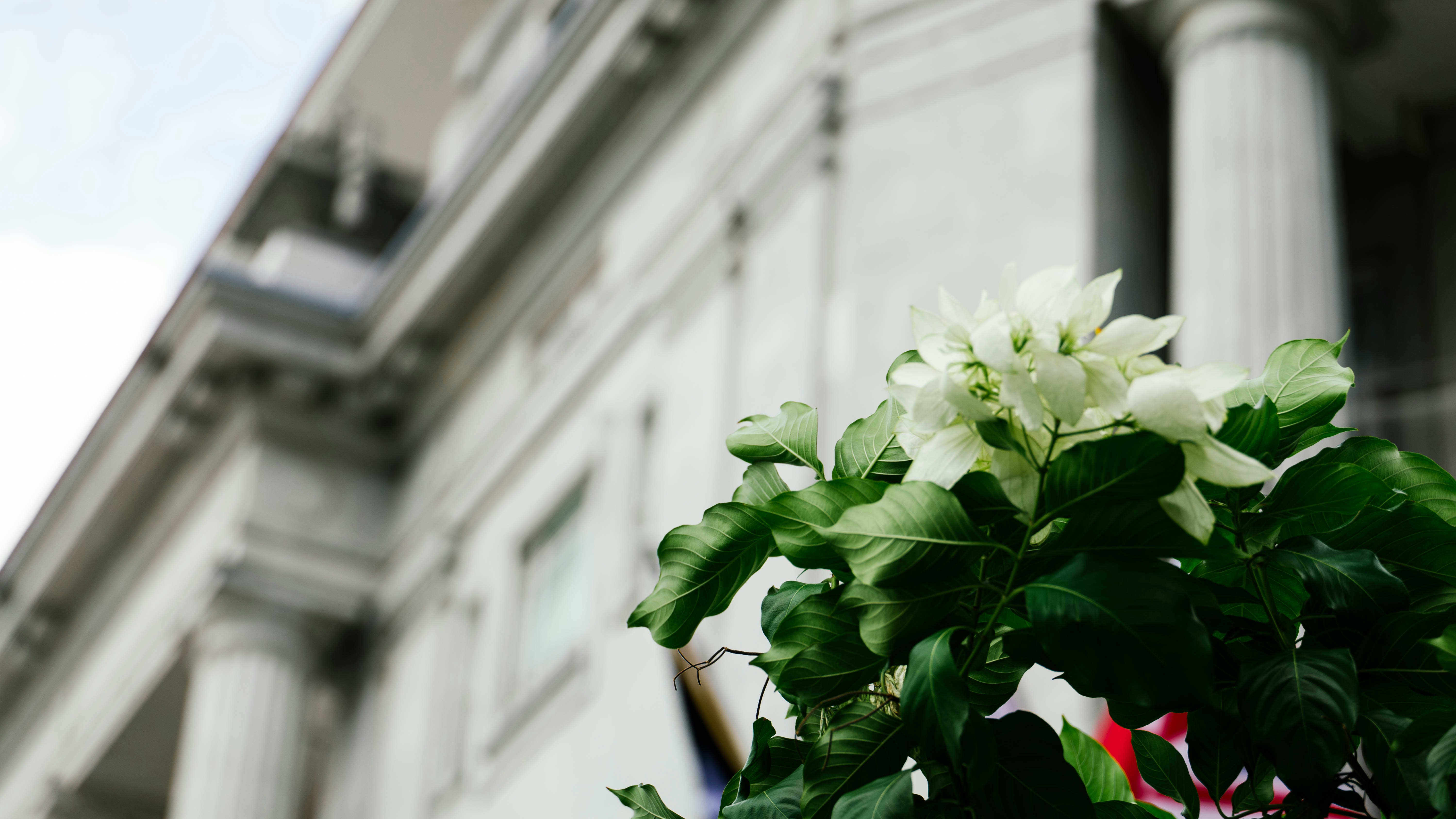 Emerald Blossoms Framing a Neoclassical Facade