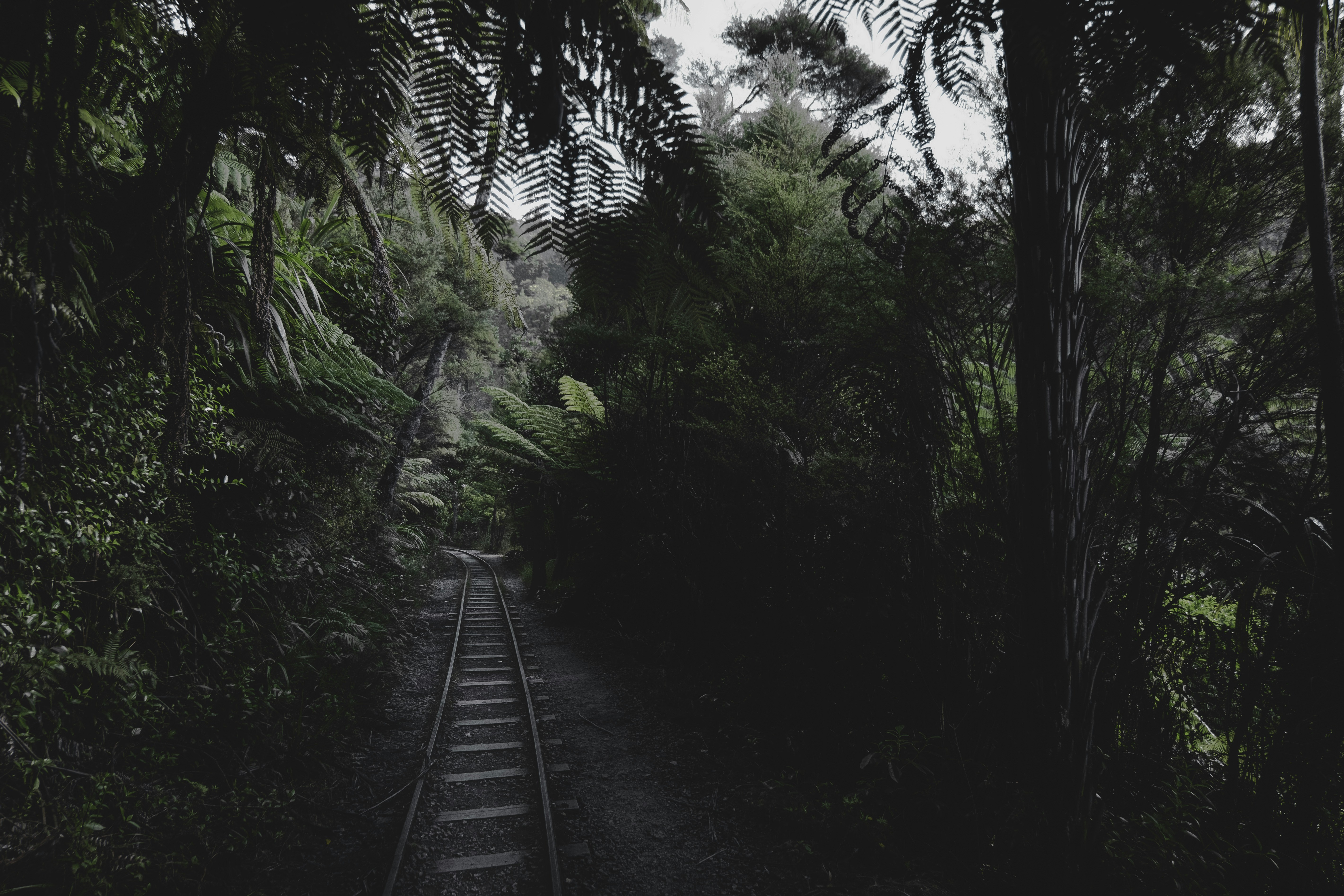 Railroad tracks winding through lush, dense forest under a canopy of ferns.
