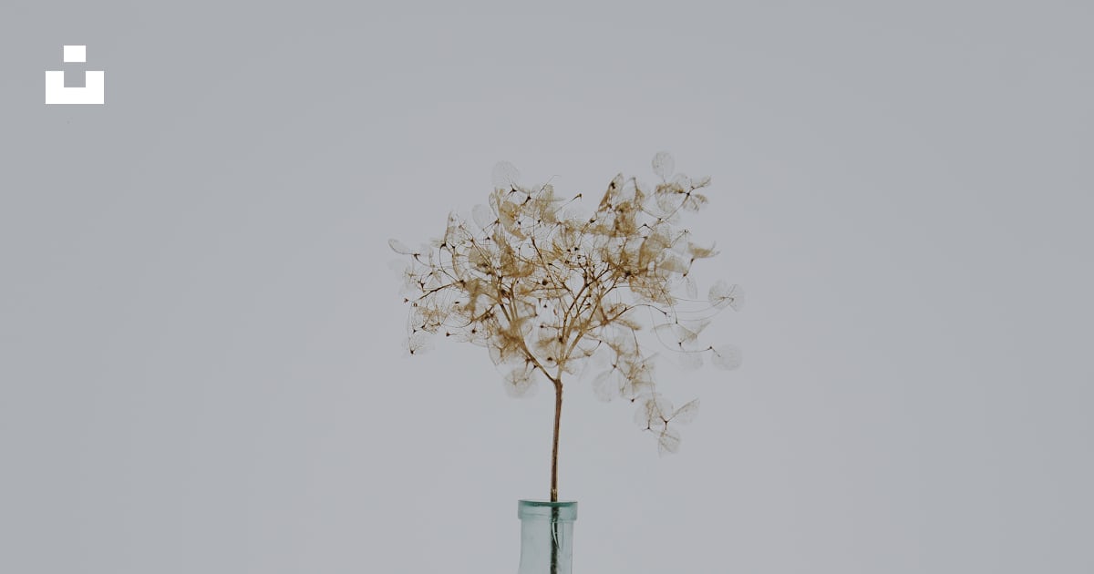 흰색 배경에 맑은 병에 흰색 꽃잎 꽃 사진 Unsplash의 무료 꽃의 이미지