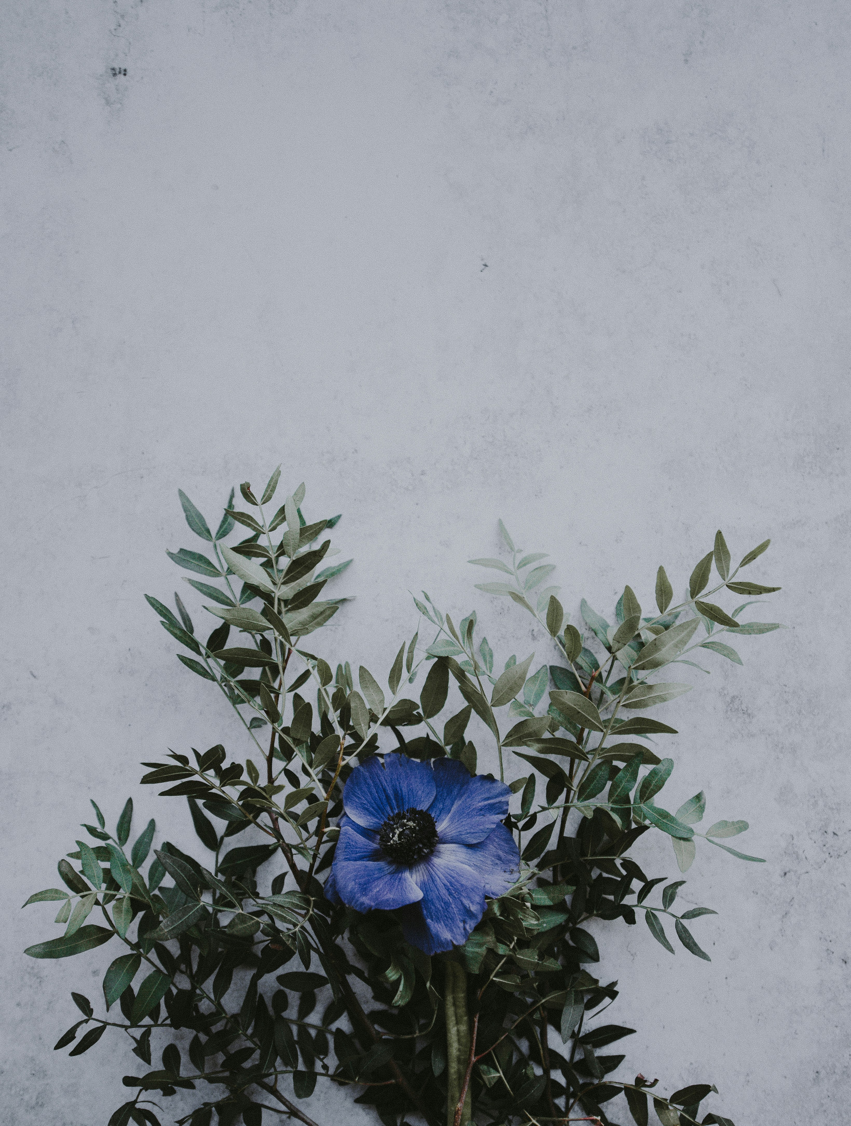 Anemone background | blue petaled flowers near wall