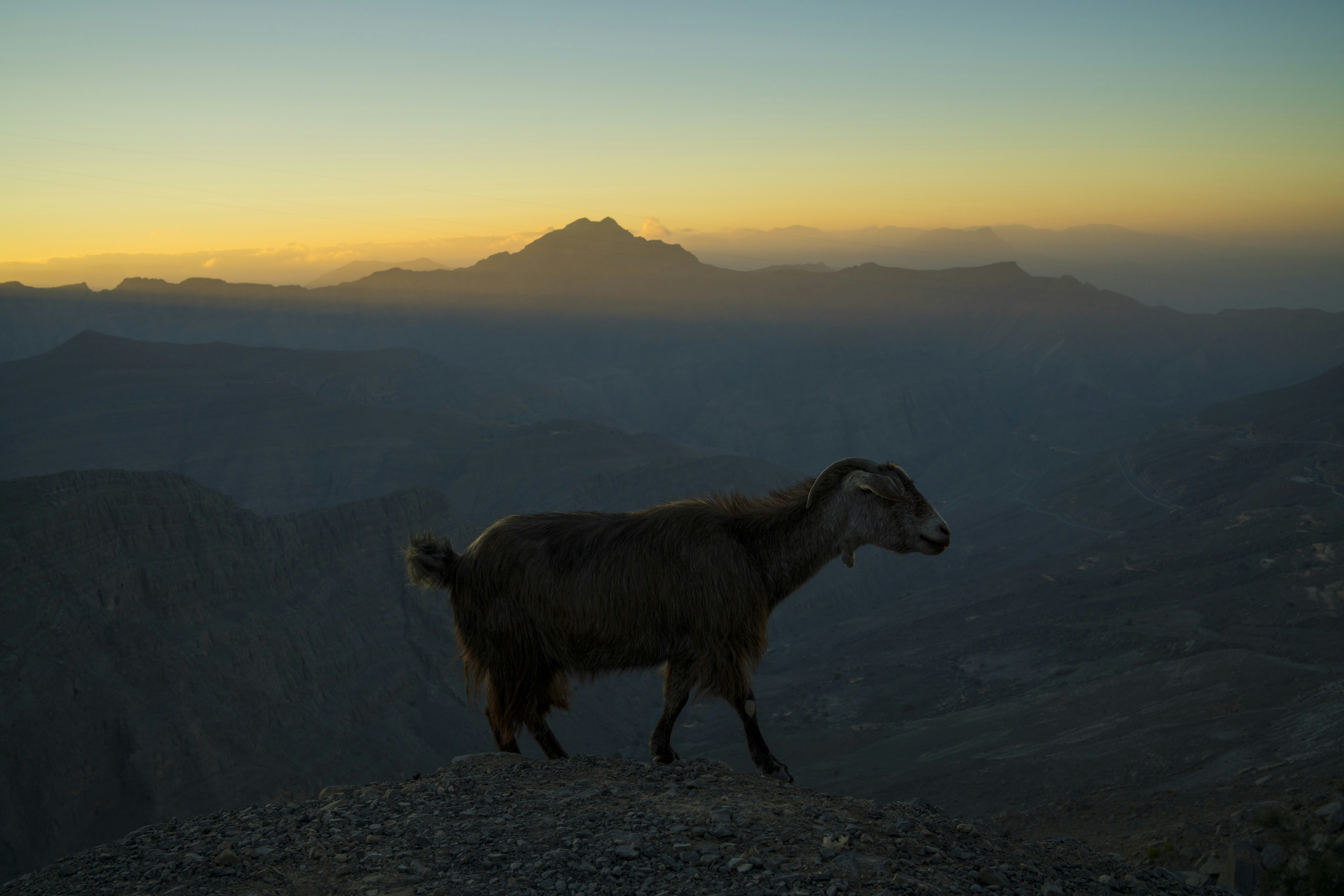 Blue Hour Sentinel: A Lone Goat on the Rim