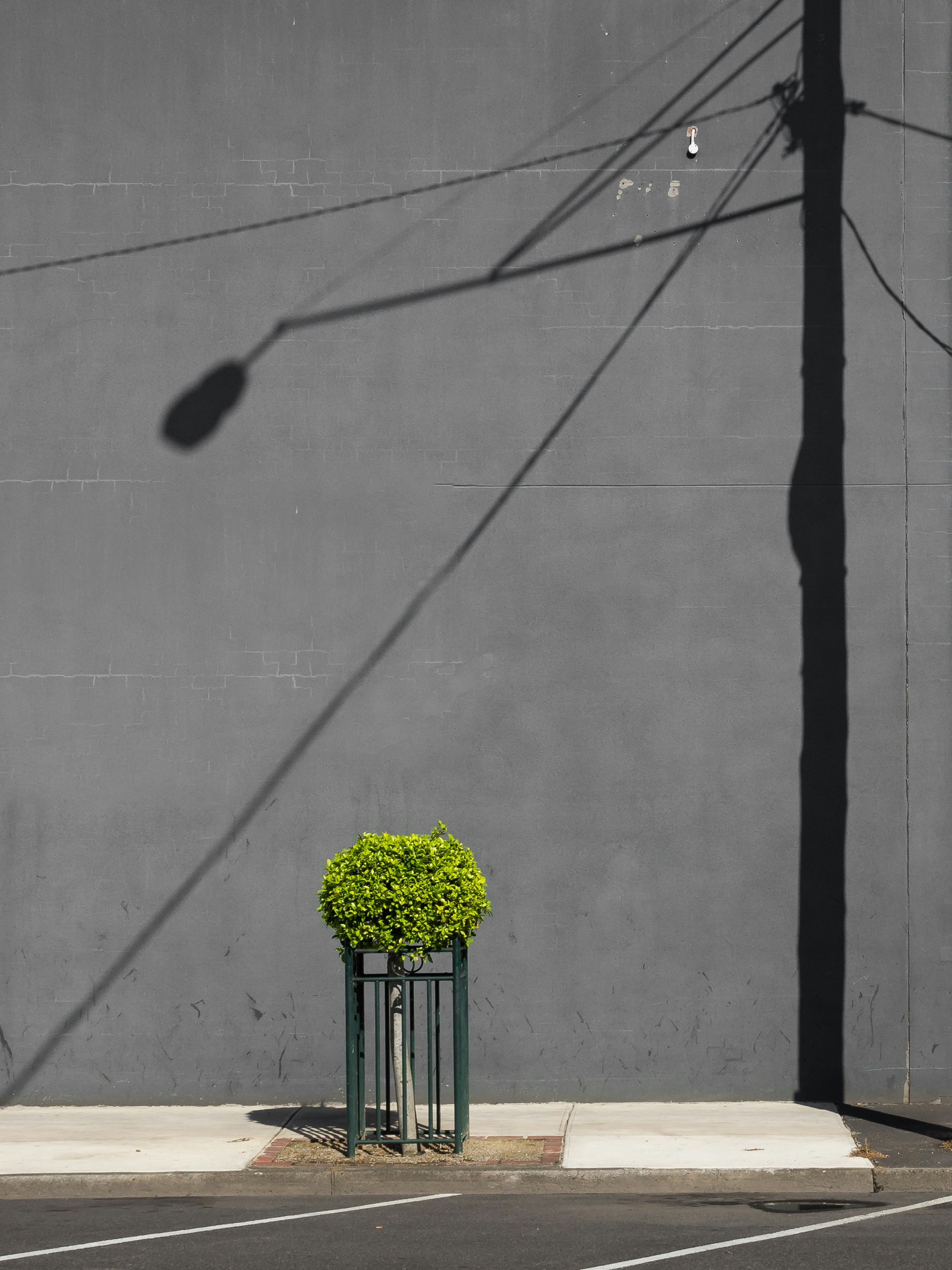 Small bright-green shrub in a metal planter sits on a concrete sidewalk against a gray wall, with bold diagonal shadows from a streetlight sweeping across the background.