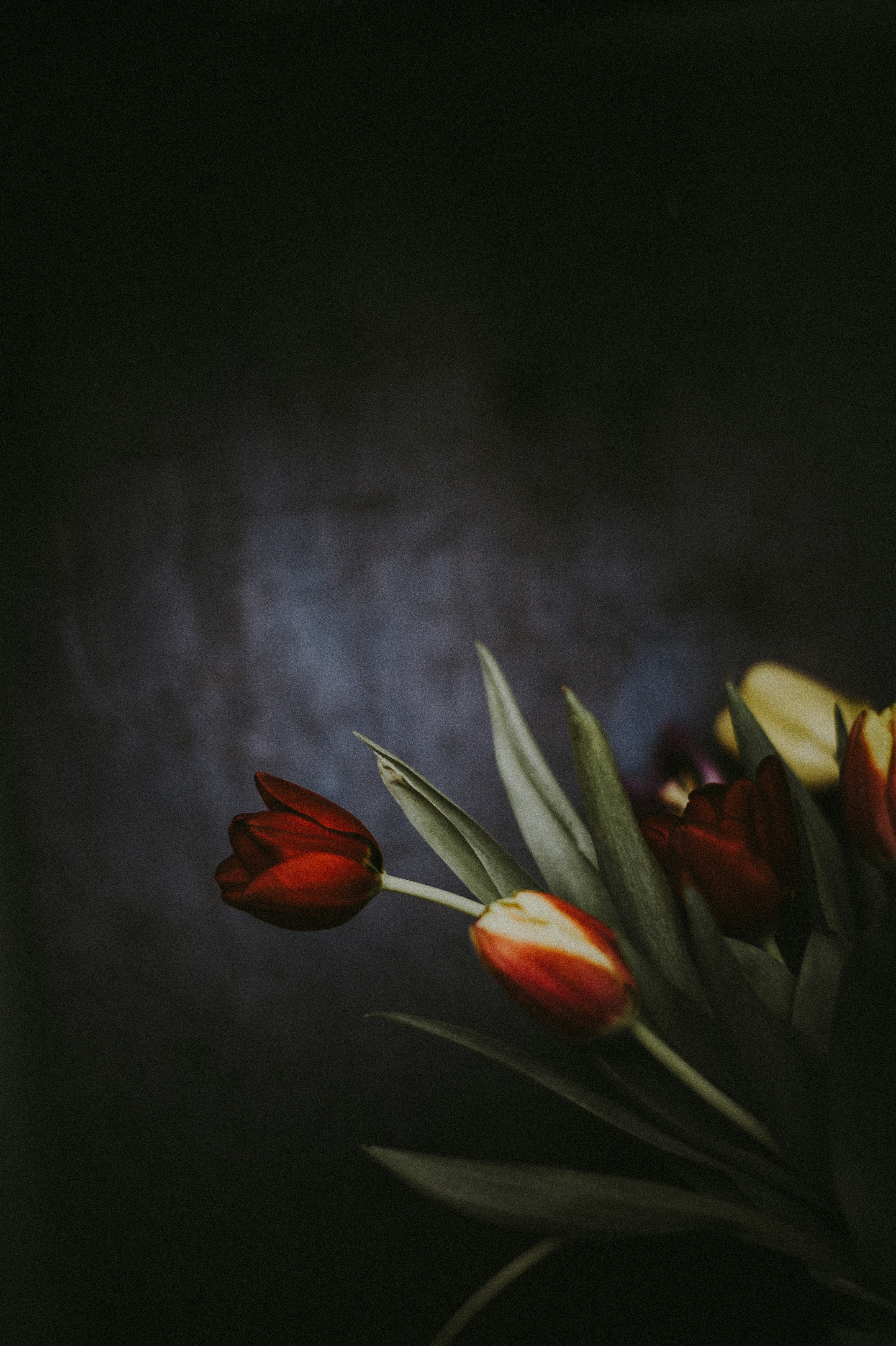Peinture de fleurs rouges photo – Photo Fleur Gratuite sur Unsplash