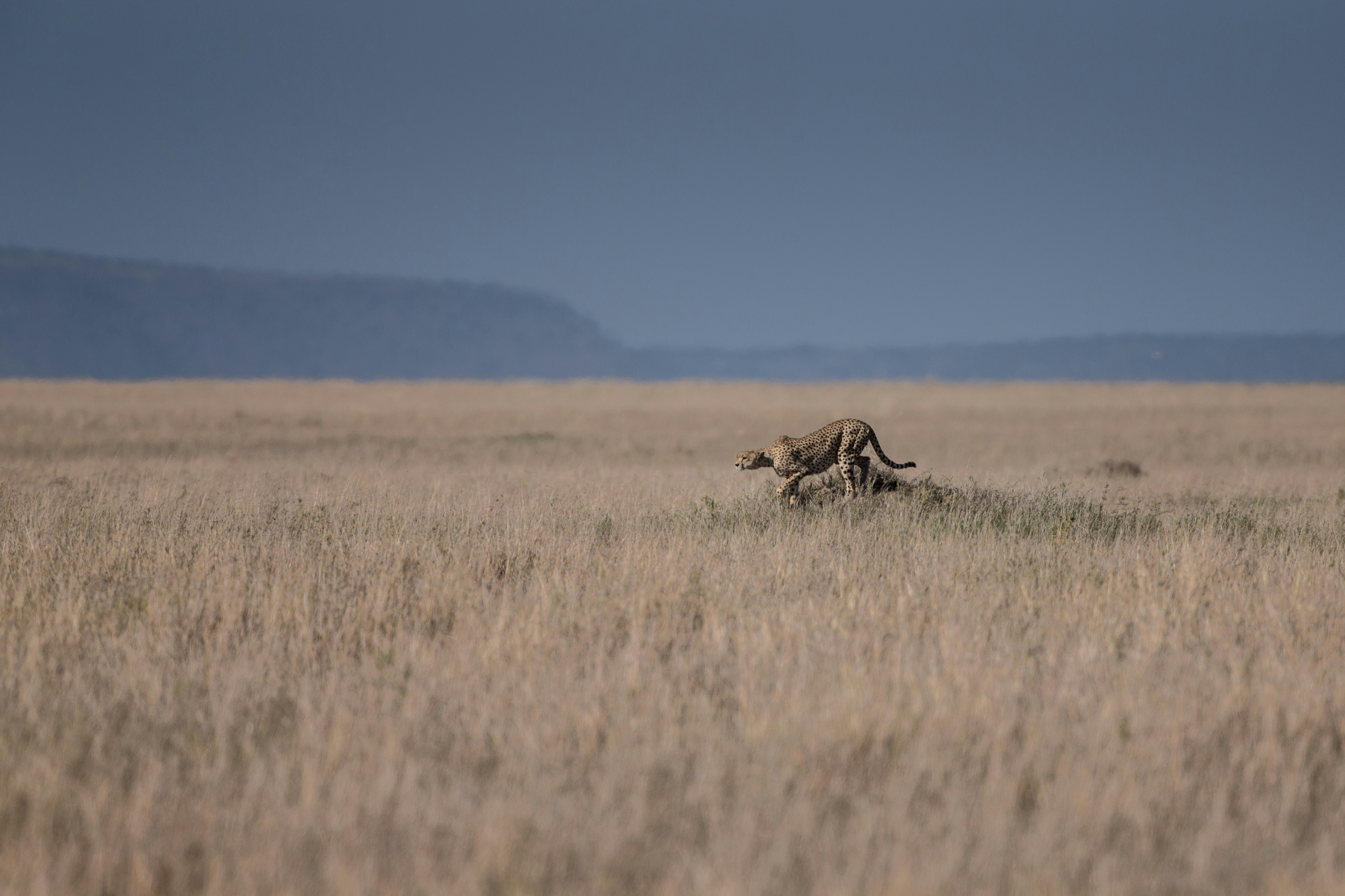 Cheetah stealthily stalking through tall grass on an expansive savannah under a moody sky.