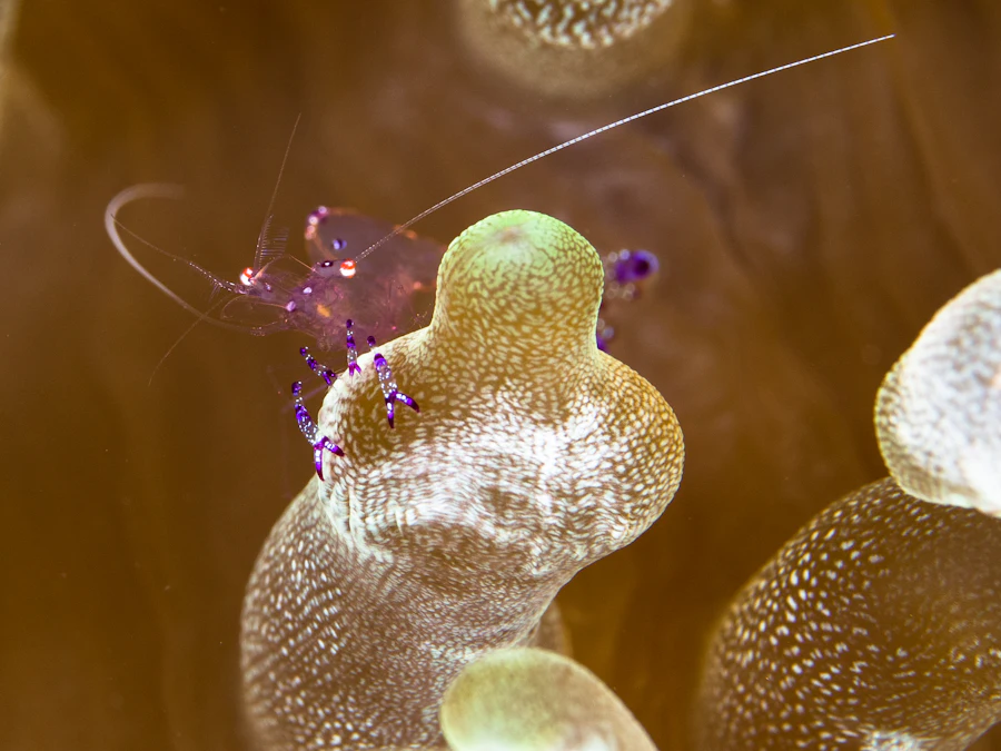 A small purple cleaner shrimp stands on a textured coral polyp, with another coral head and shrimp antennae visible in the background. Warm brown water tones fill the frame.
