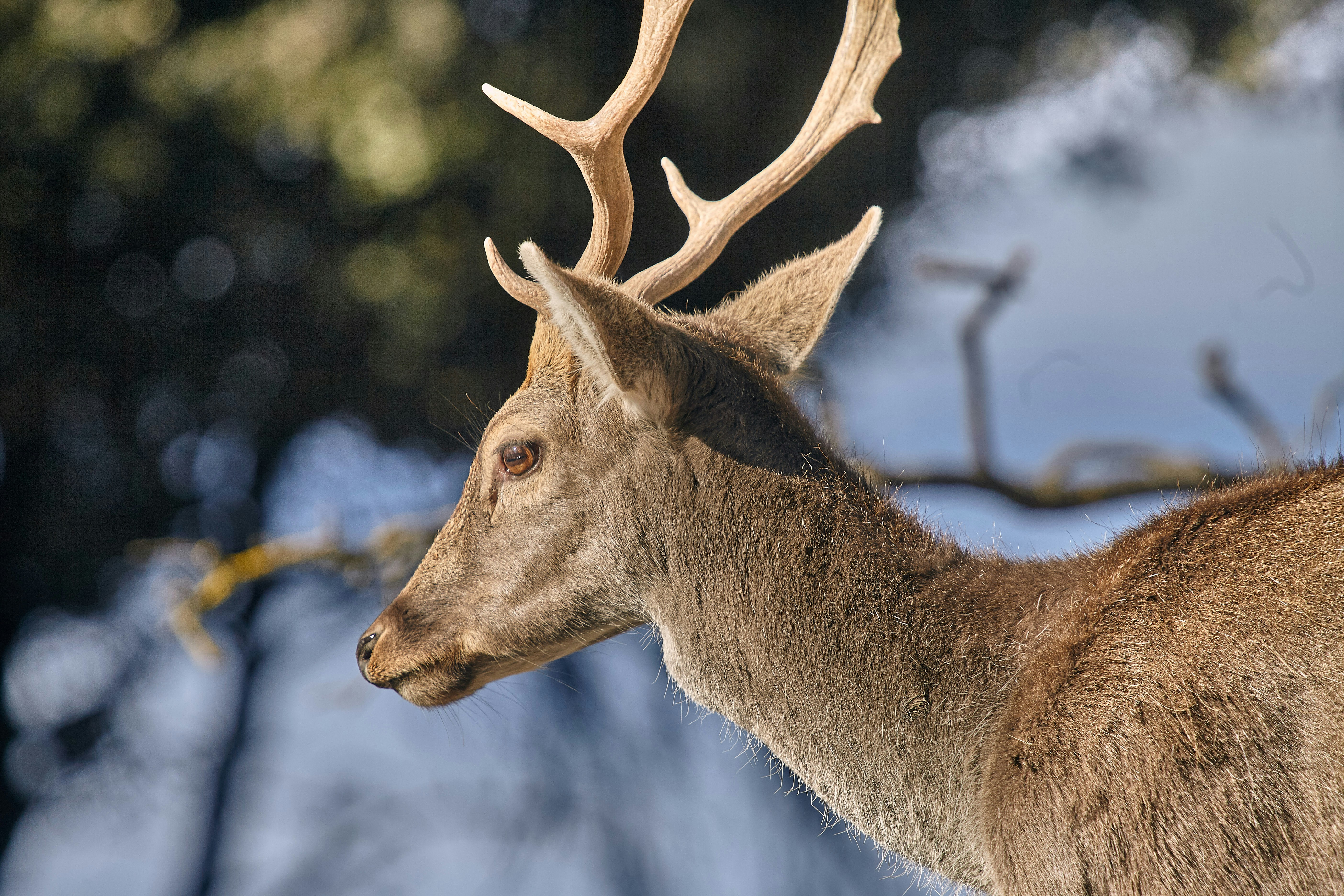 Closeup photo of reindeer photo – Free Wildlife Image on Unsplash