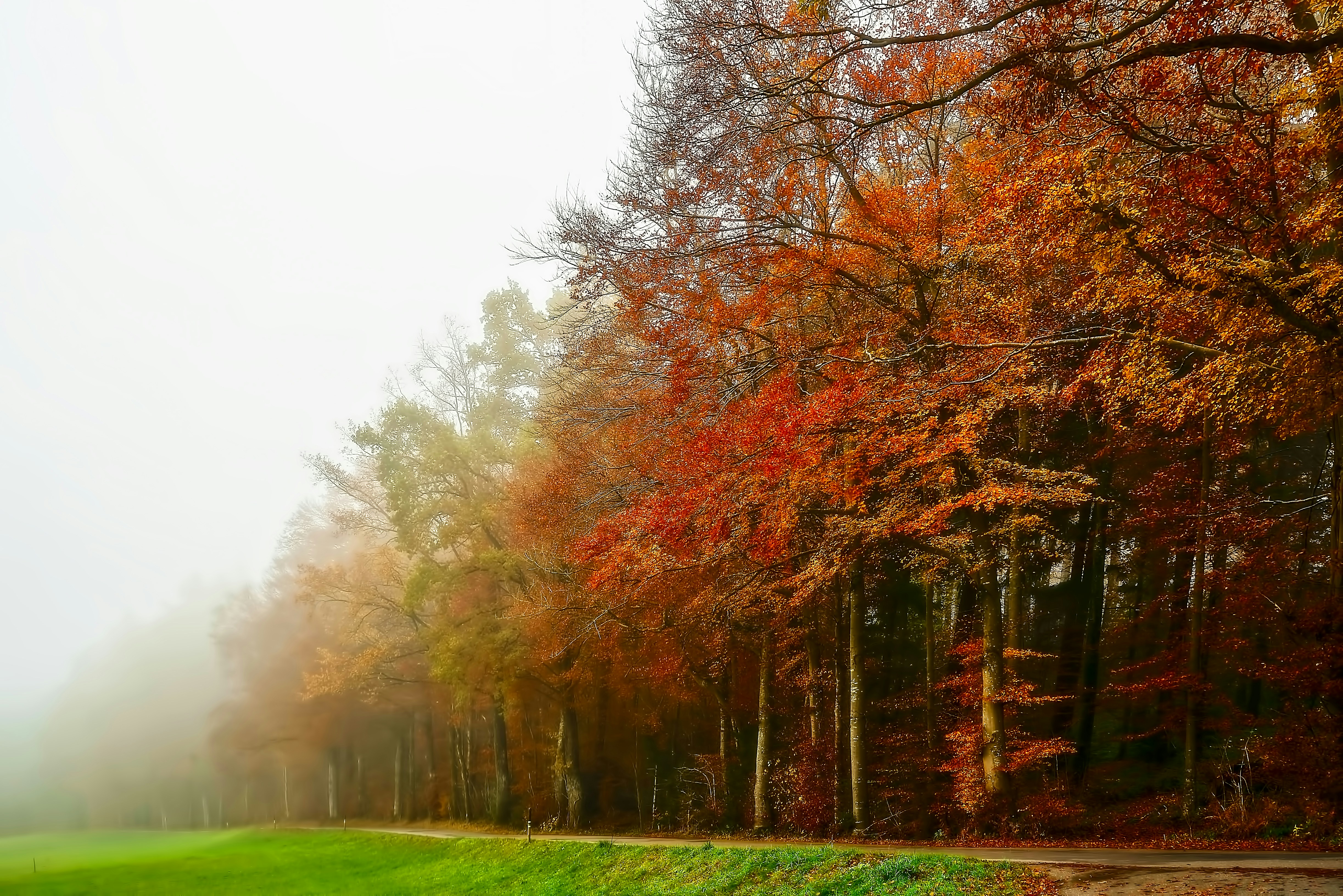 Autumn Edge: Fog Lifts Along a Colorful Forest Crest