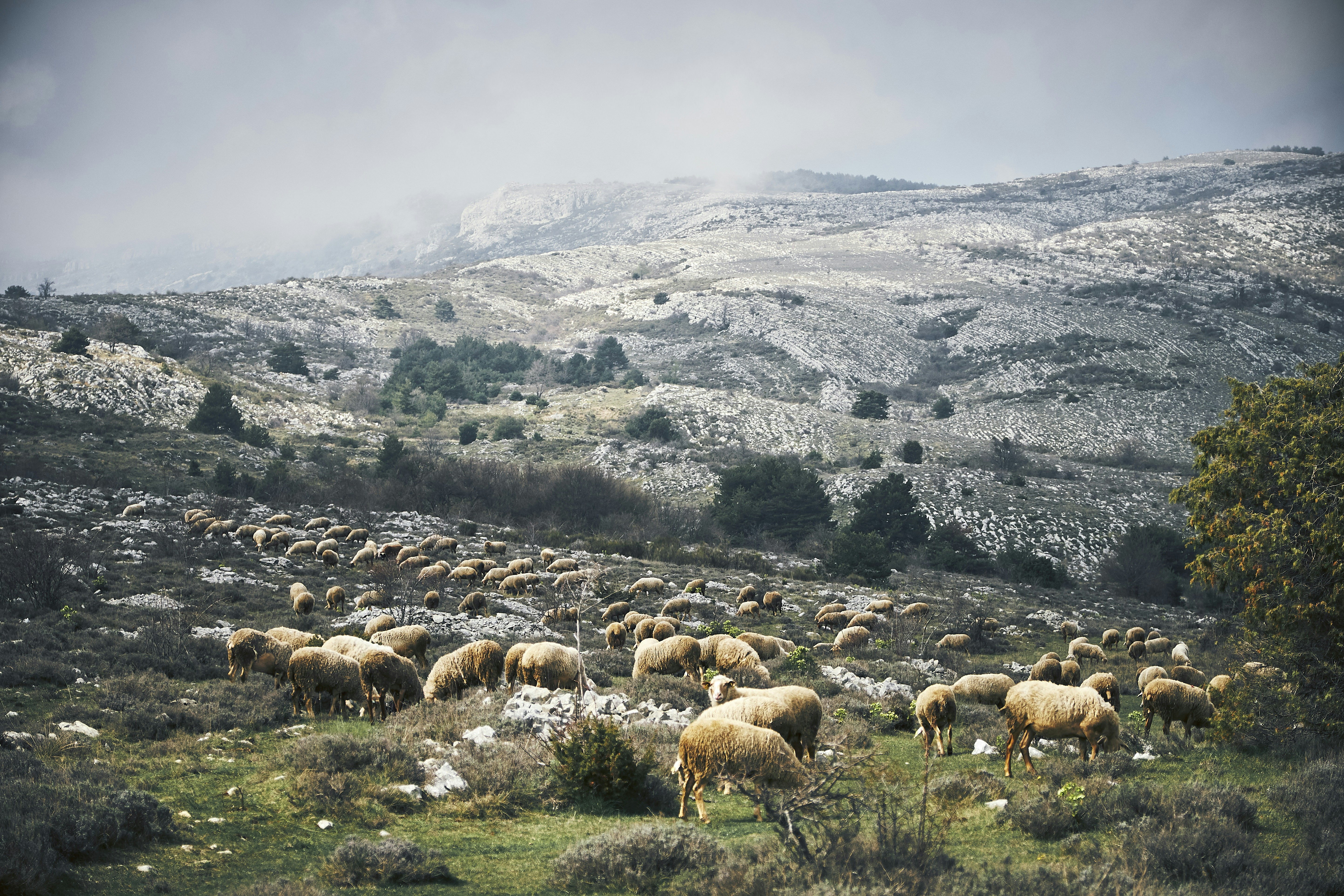 A flock of sheep grazes peacefully across rocky hills under a moody sky, showcasing the harmony of nature and livestock.