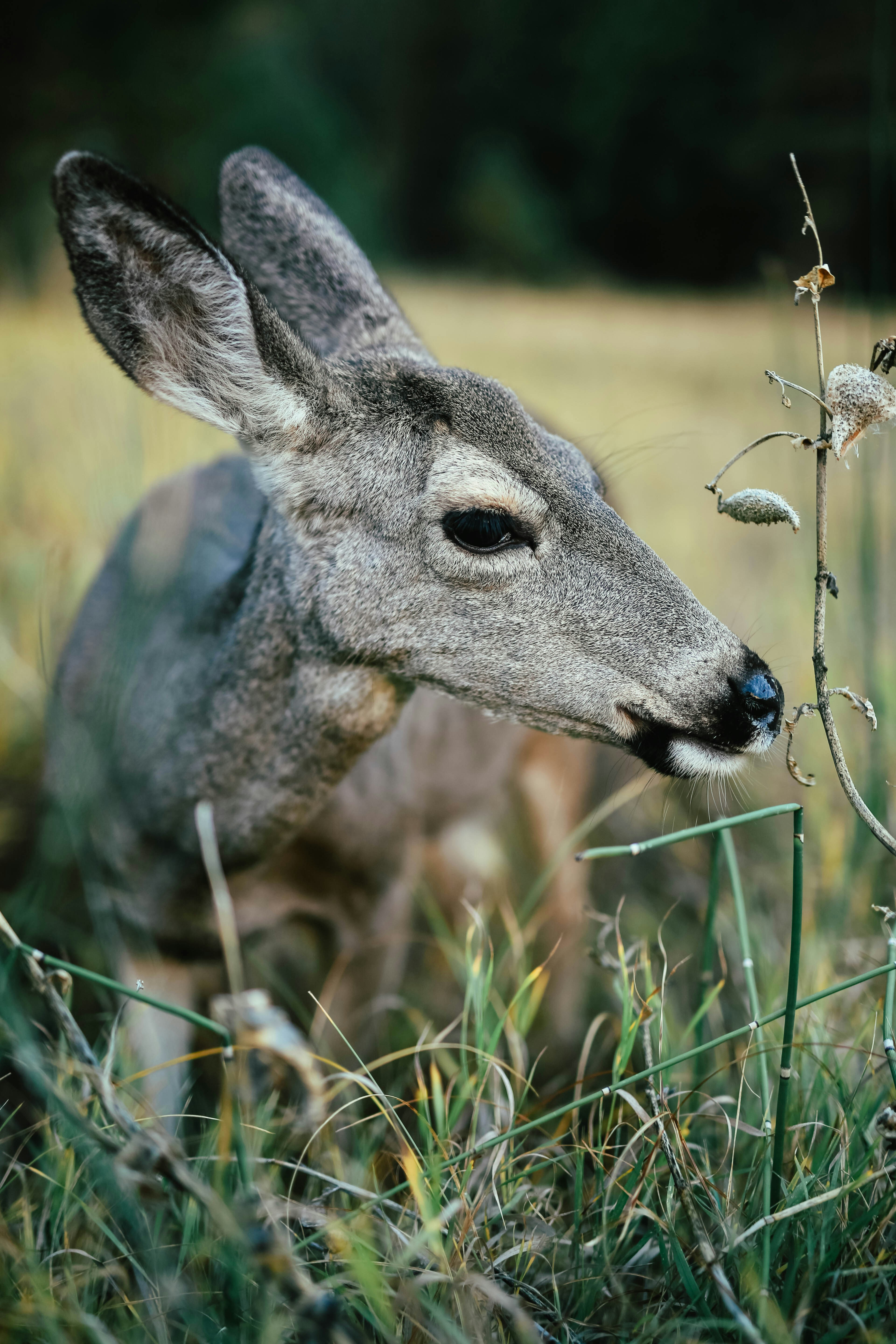 Gray and black animal standing beside green grass at daytime photo ...