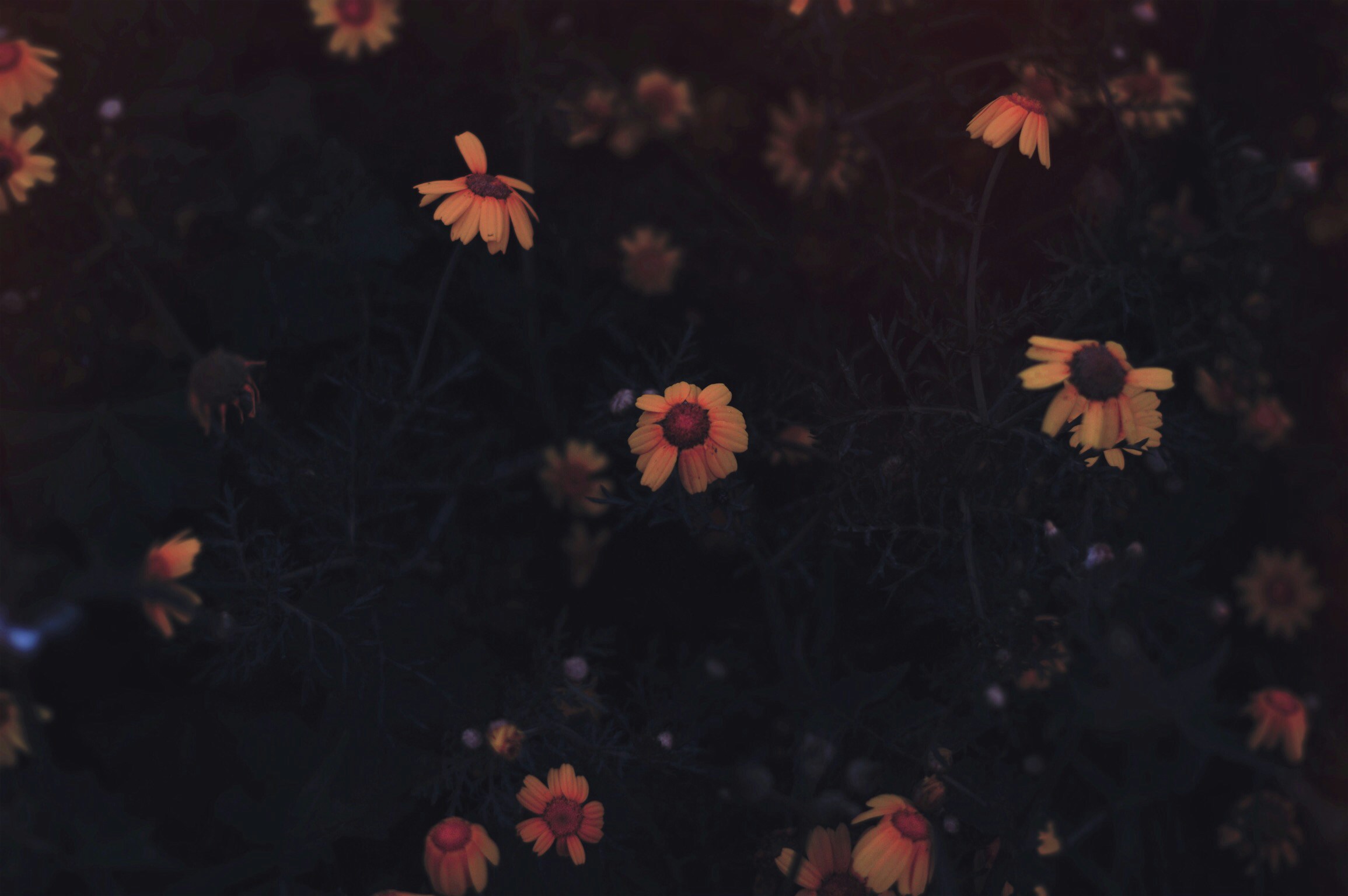 Plants | 14 best free plant, flower, flora and green photos on Unsplash