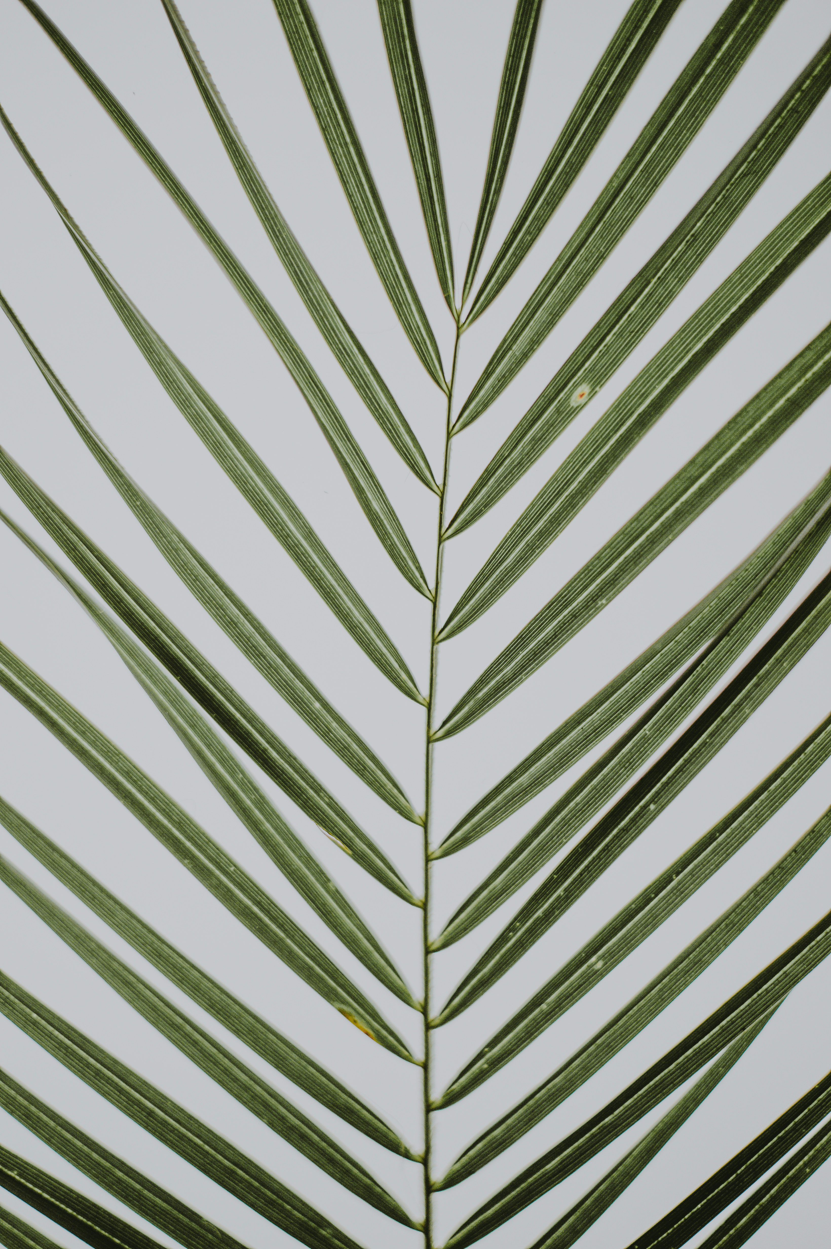Symmetry in Green: Close-up of Palm Frond Veins Against a Pale Canvas