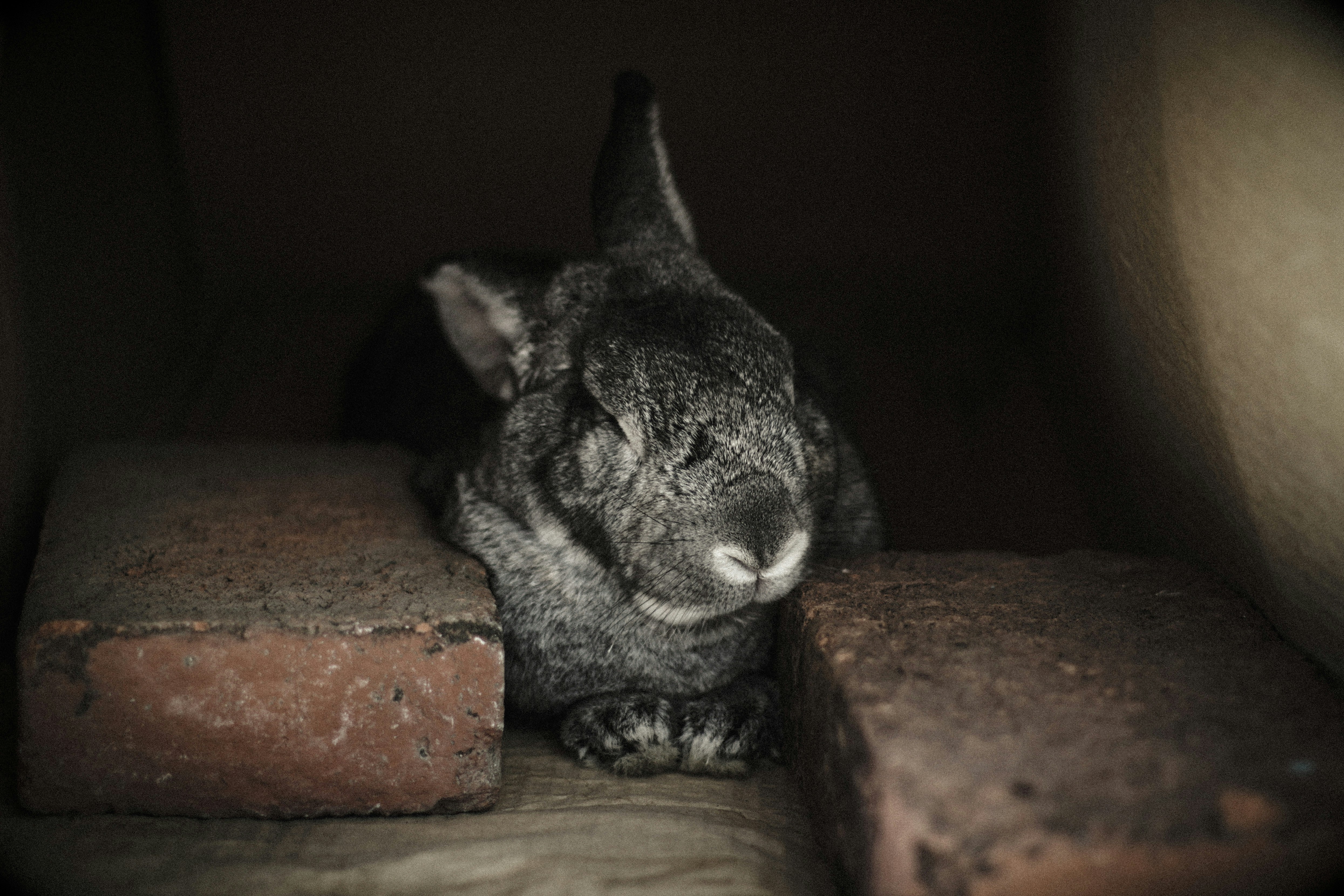Brick-Lined Burrow Nap: A Tiny Rabbit Resting in Dim Light