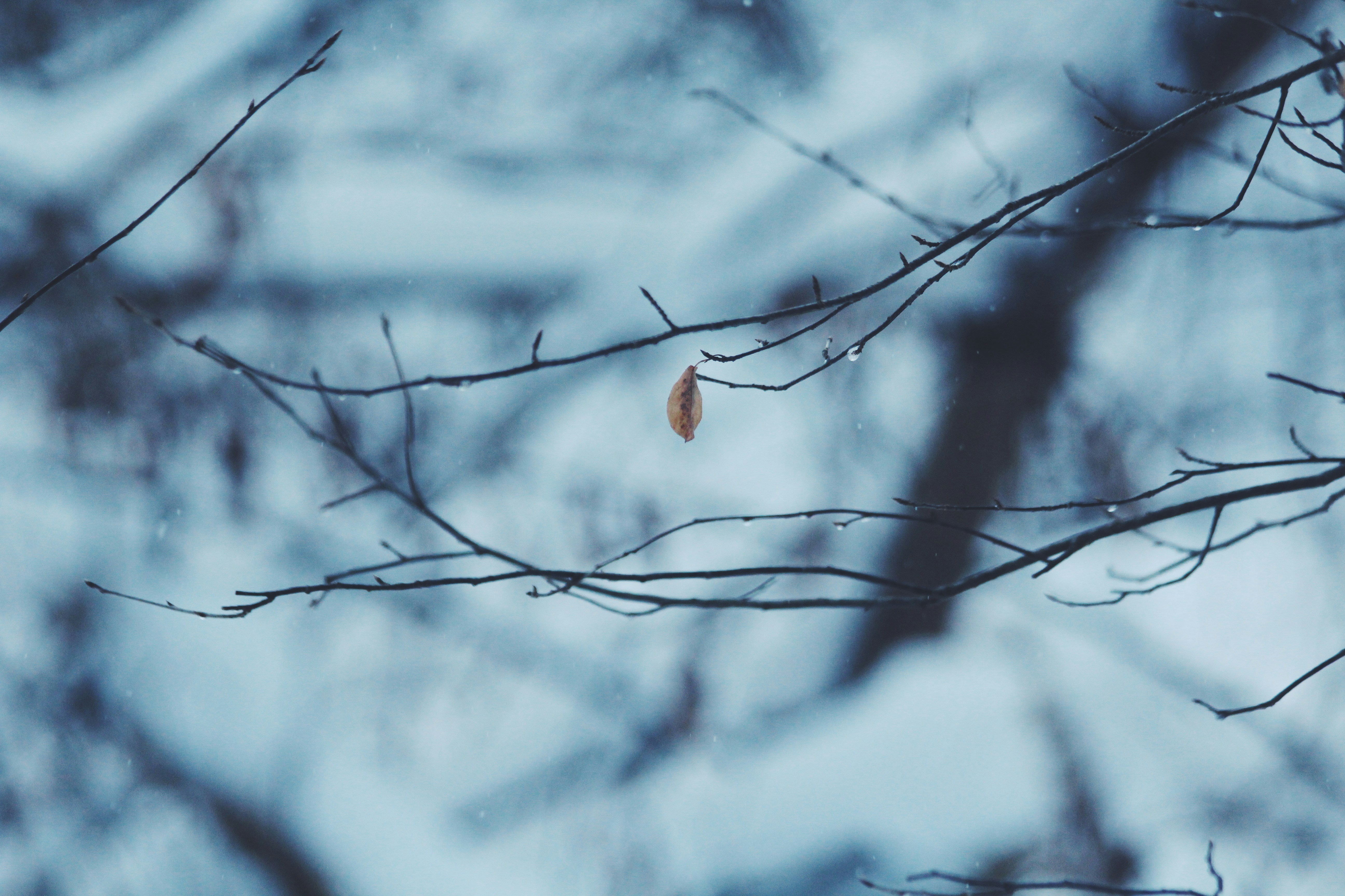 A lone brown leaf clings to a bare branch against a blurred snowy background.