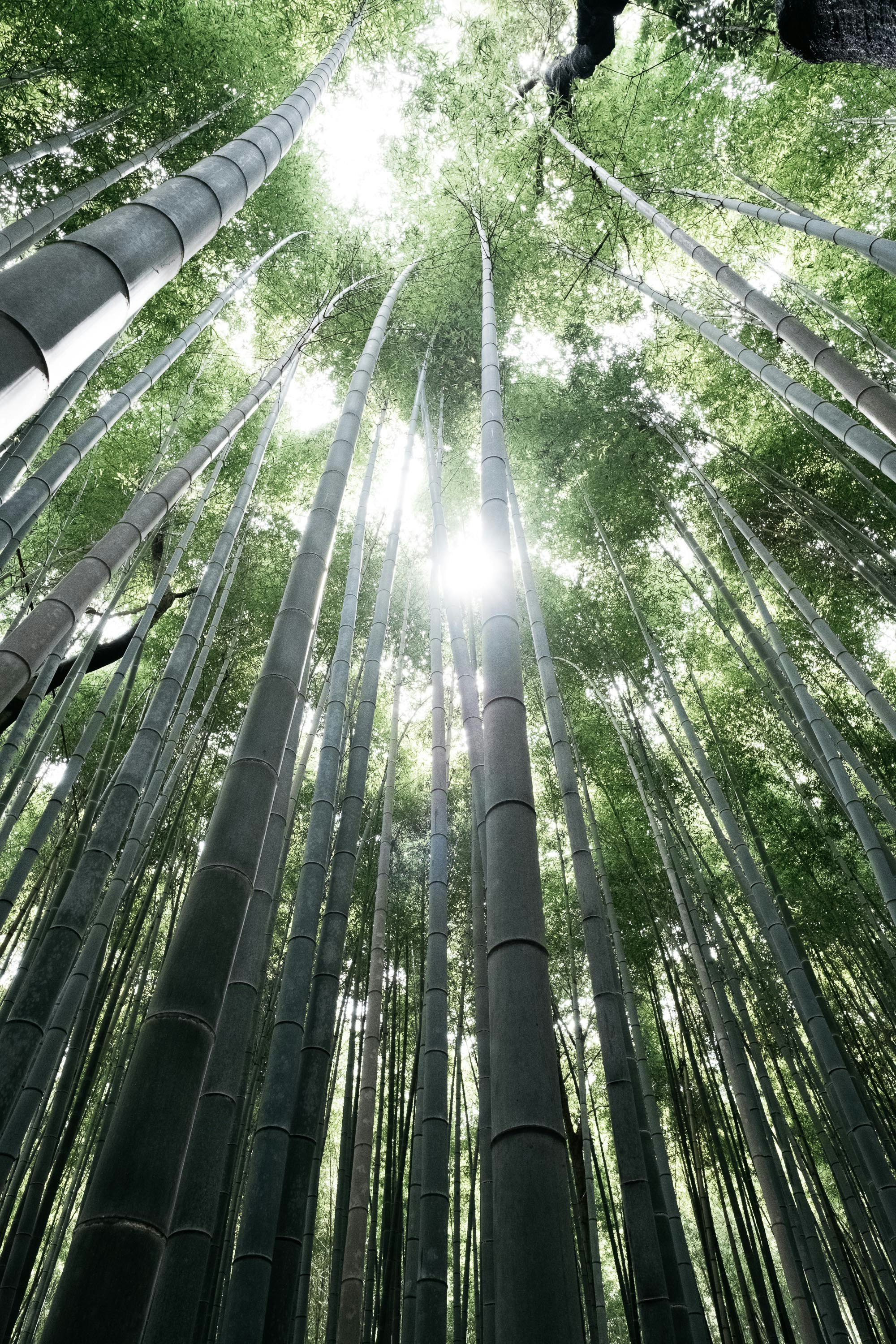 Sunlight filtering through a dense bamboo grove, creating a serene and ethereal atmosphere. The tall bamboo stalks stretch upward, drawing the eye towards the sky.