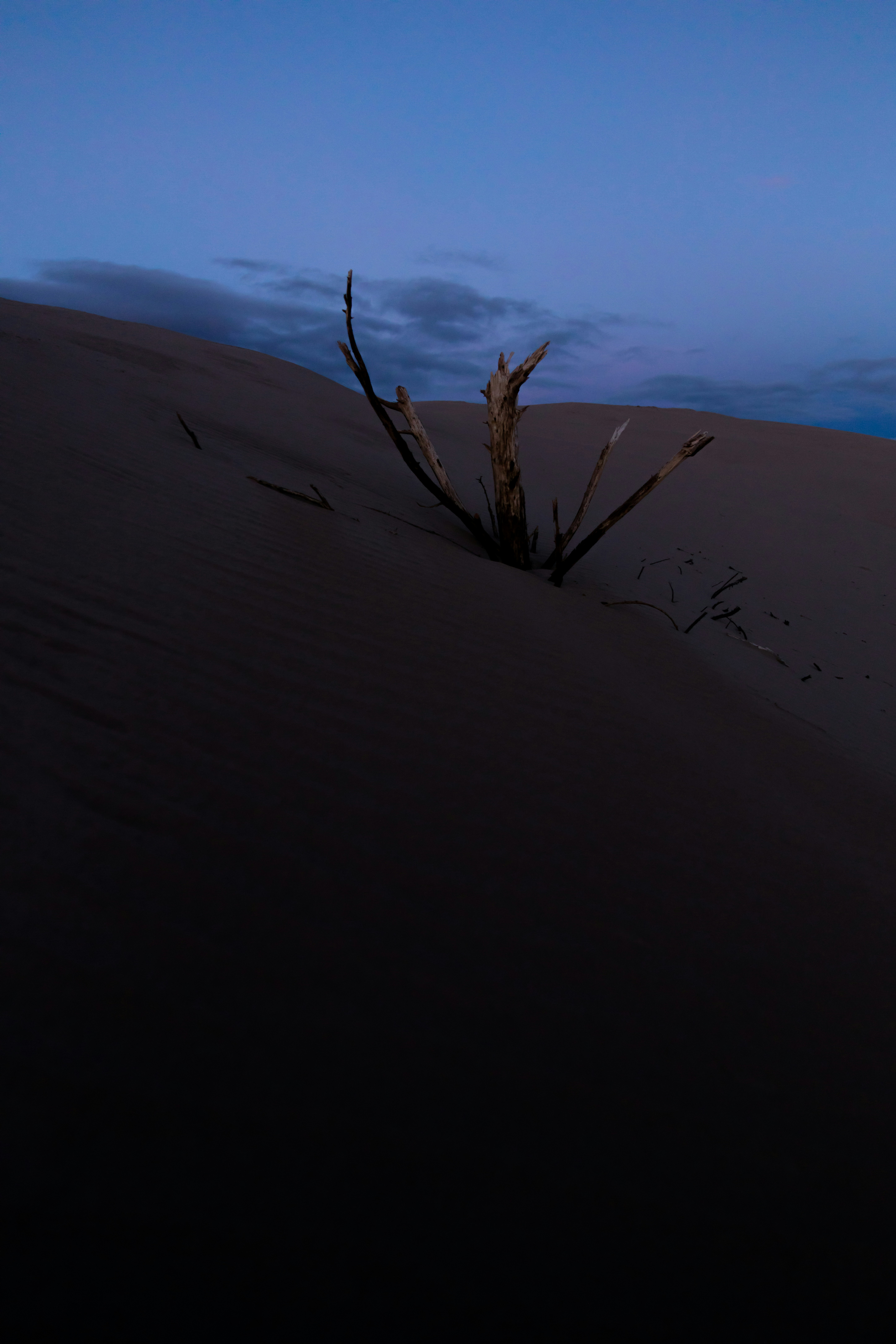 A weathered branch emerges from the soft sands of a twilight desert, silhouetted against a fading sky. The scene evokes a sense of solitude and resilience.