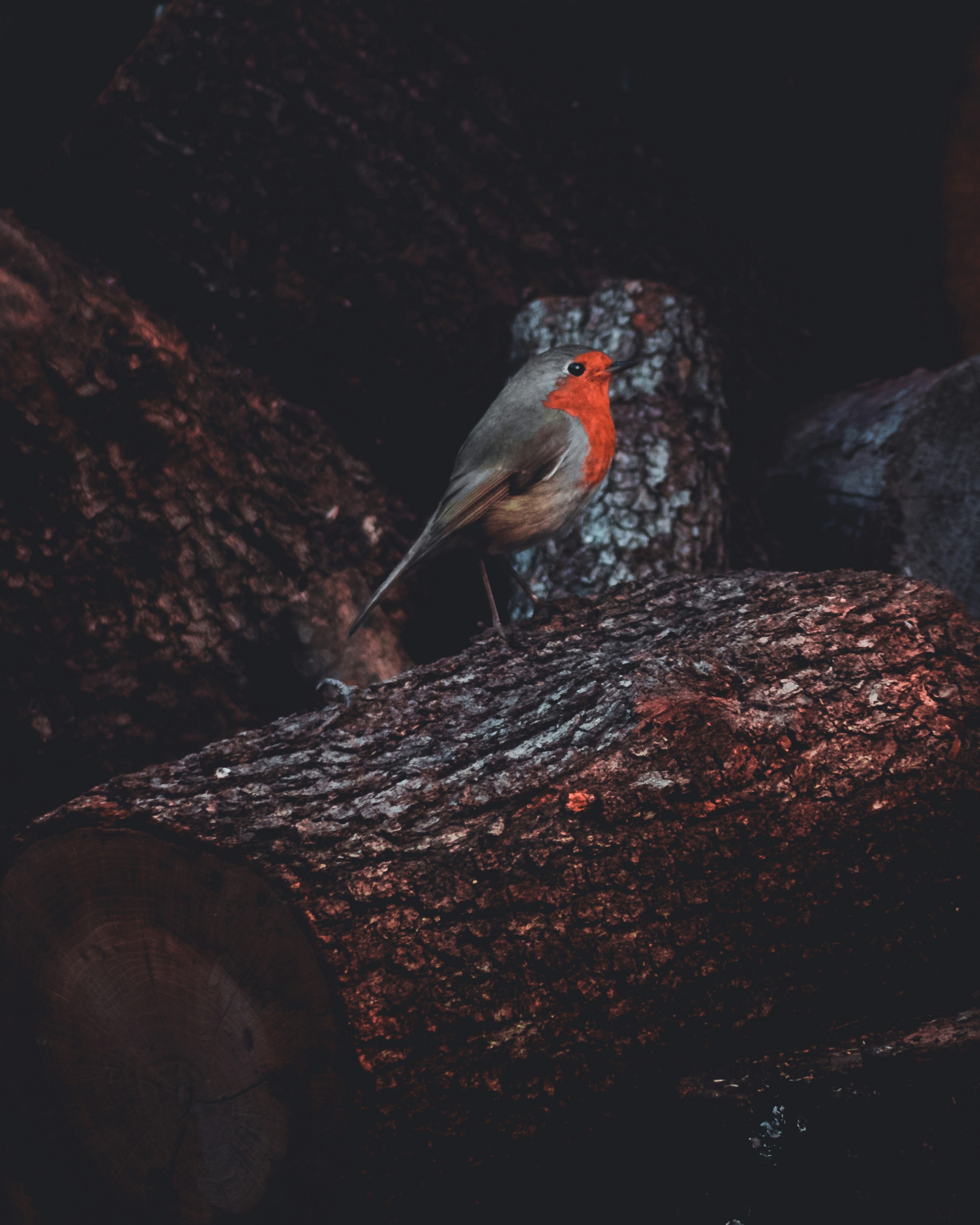 A robin perched on a log amidst a dark, textured background of wood. The rich colors highlight the bird's vibrant orange chest.