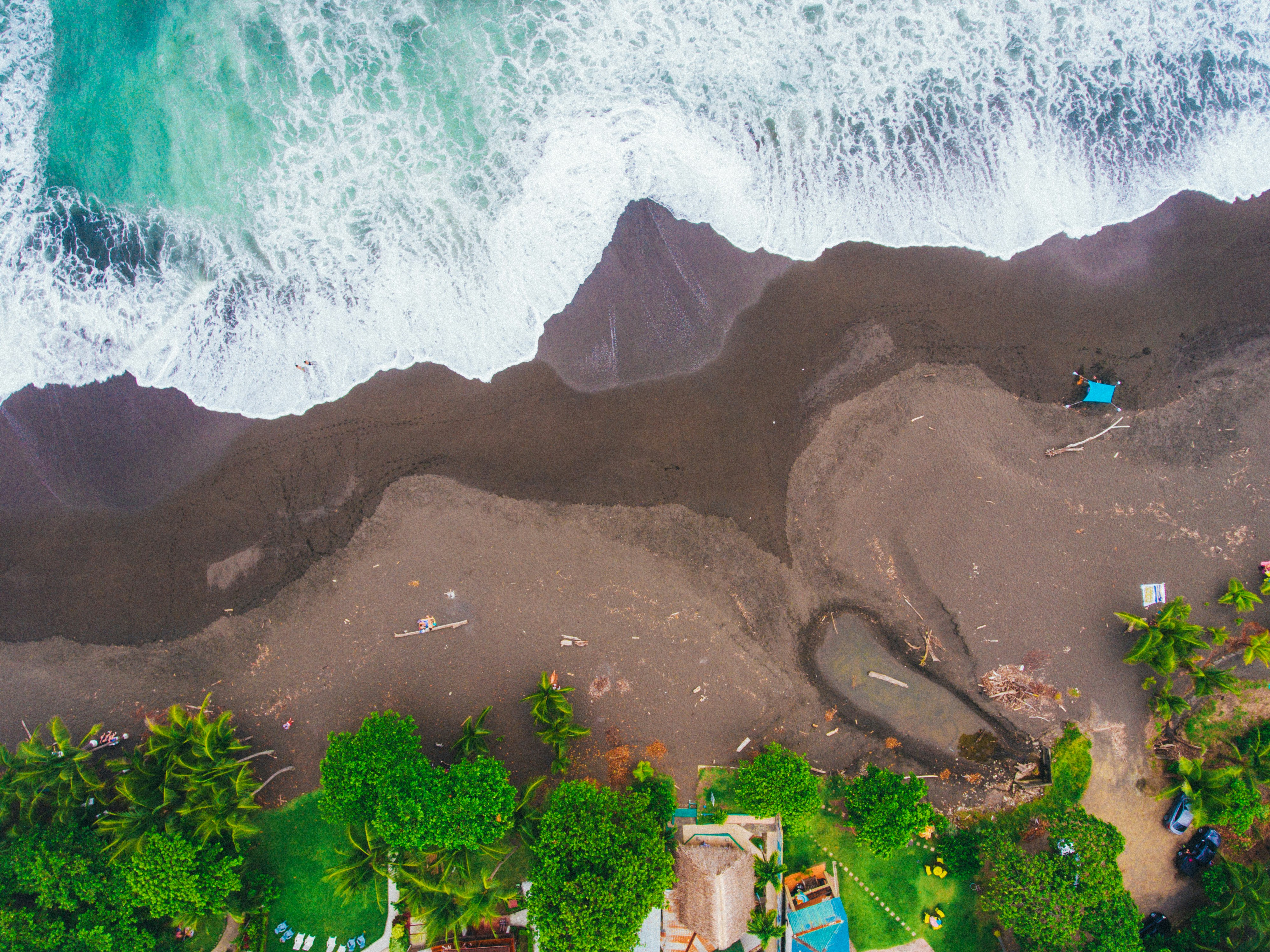 Shoreline in Bloom: Emerald Canopy Framing a Lava Coast