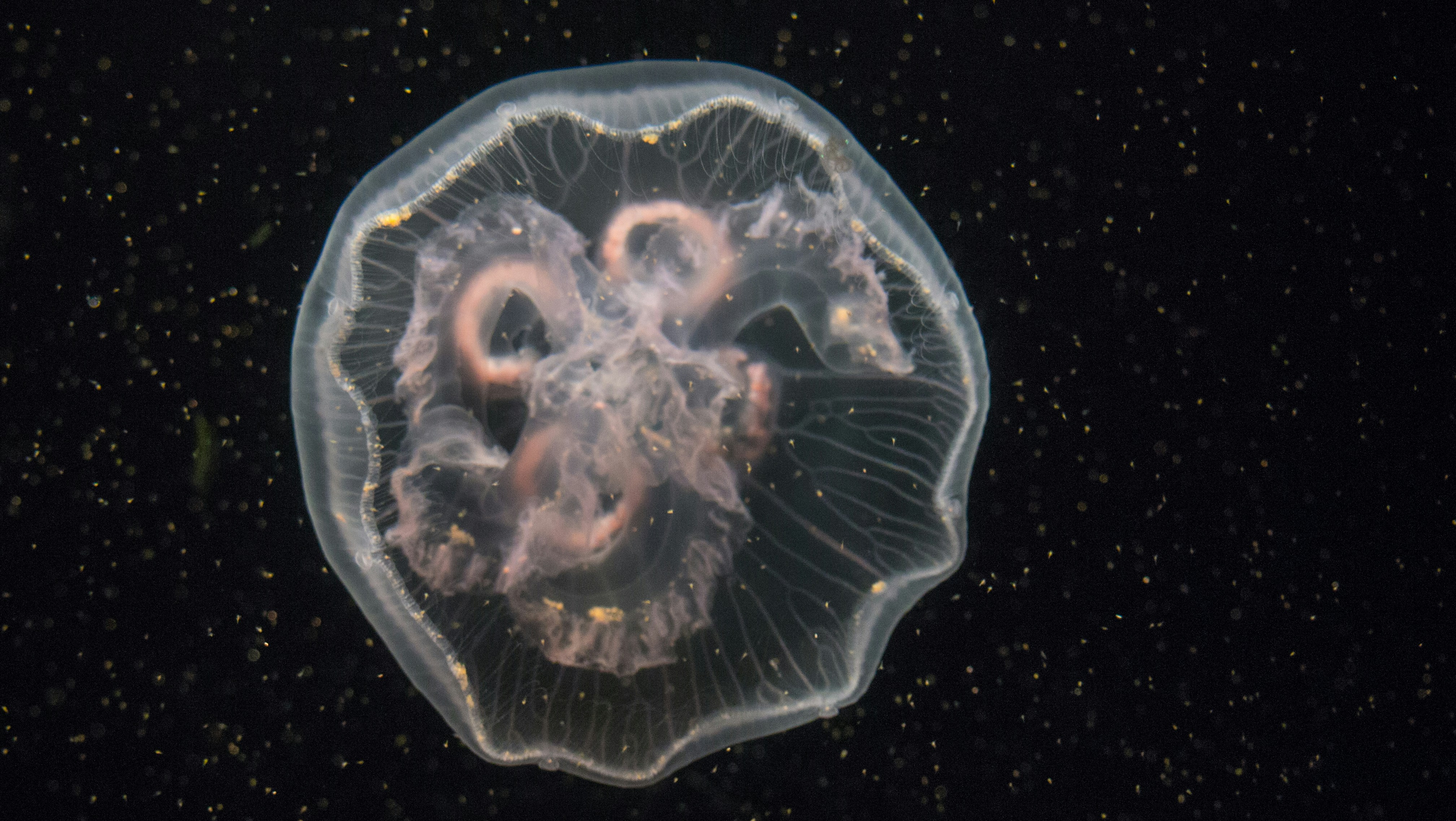 Translucent jellyfish gracefully gliding through dark waters, showcasing its delicate tentacles and bioluminescent features.