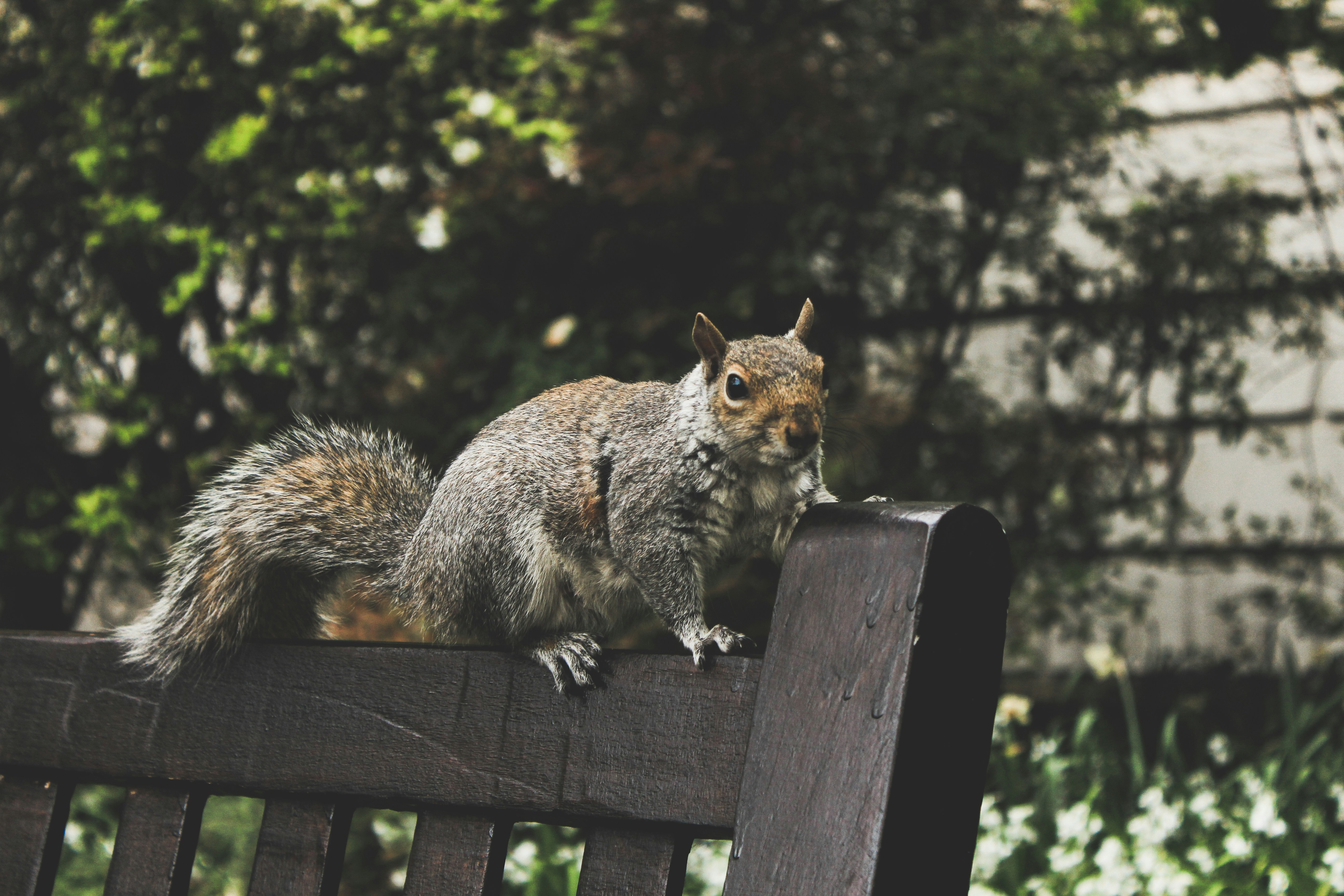 Squirrel.