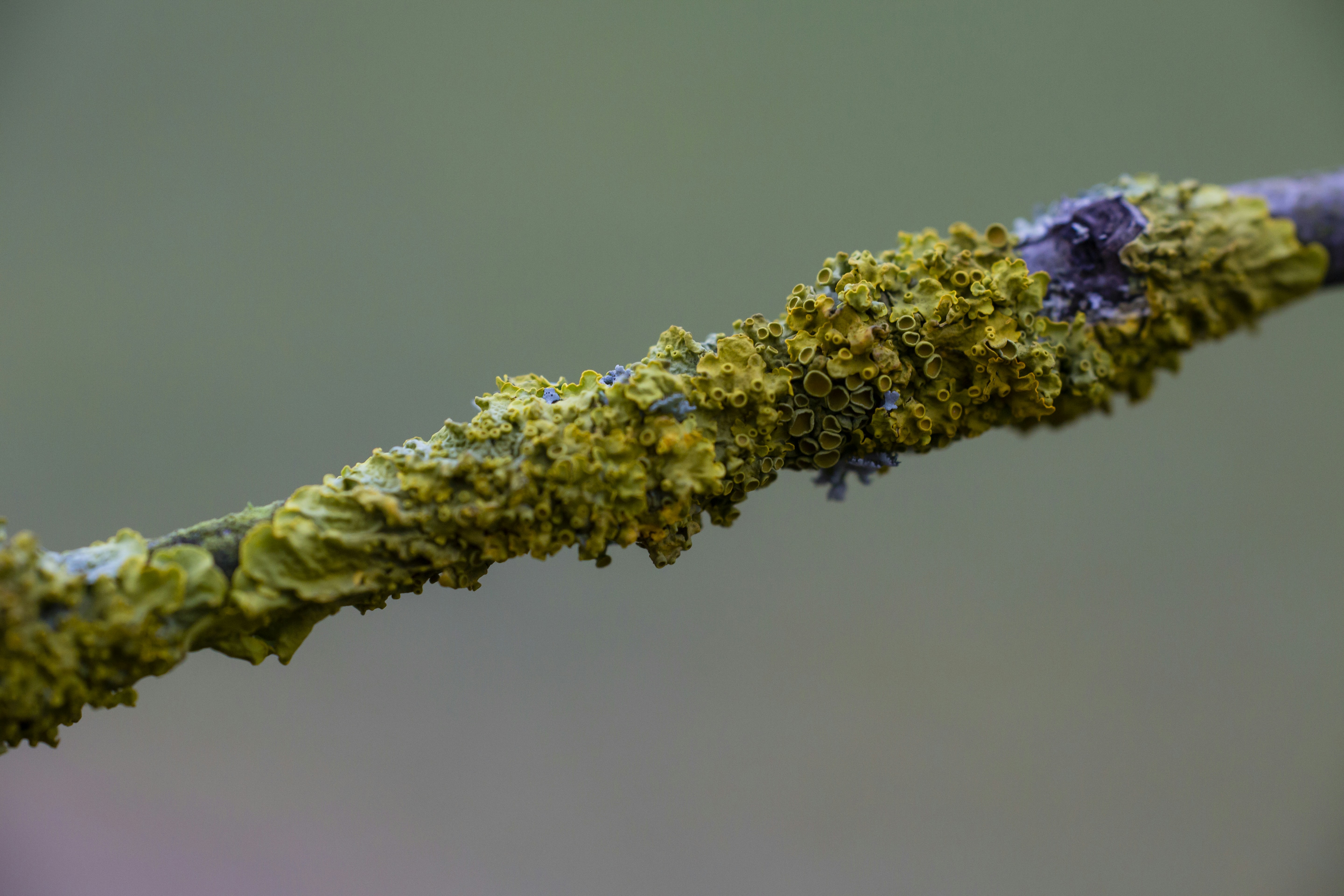 Wilderness nature – branch with moss. Made with Canon 5d Mark III and analog vintage lens, Leica APO Macro Elmarit-R 2.8 100mm (Year: 1993)