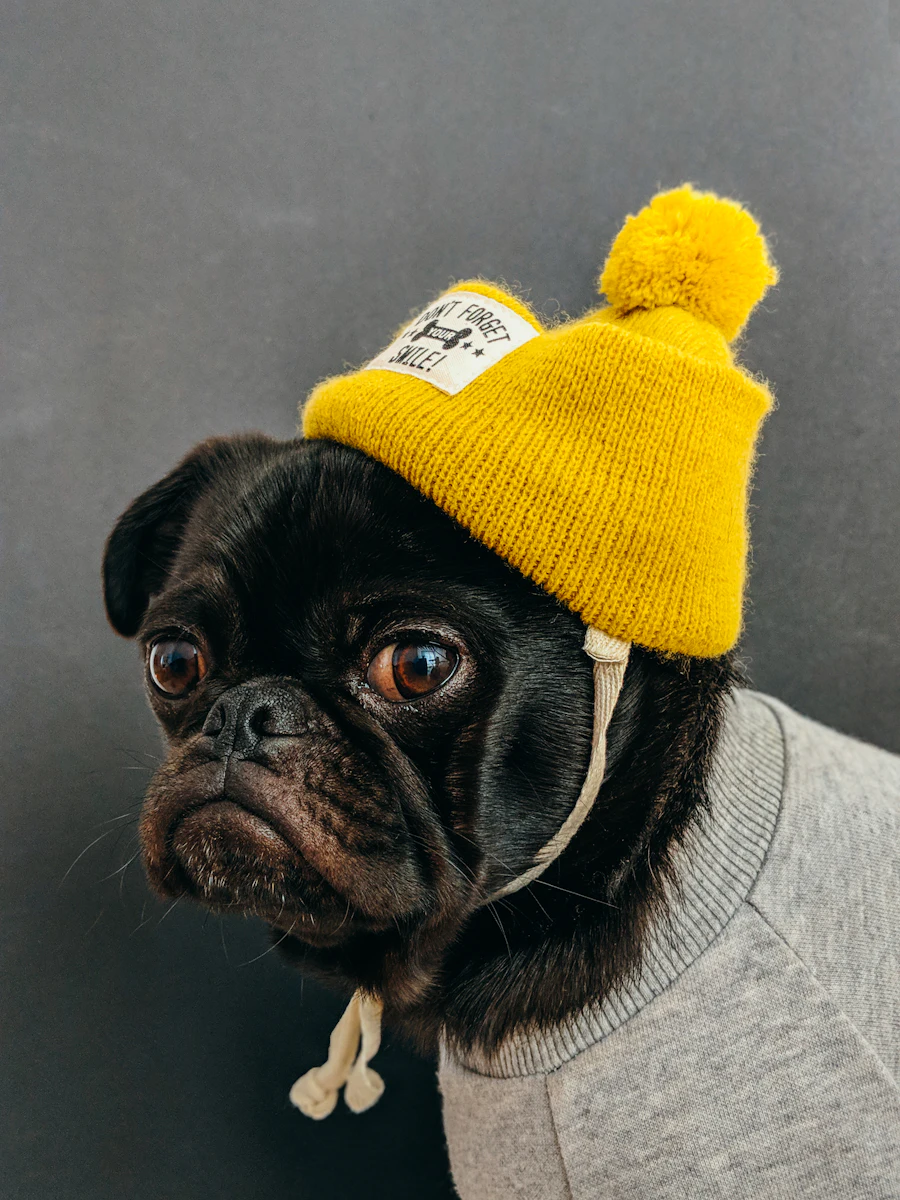 Close-up of a black pug wearing a bright yellow knit beanie and gray sweater against a plain dark background.