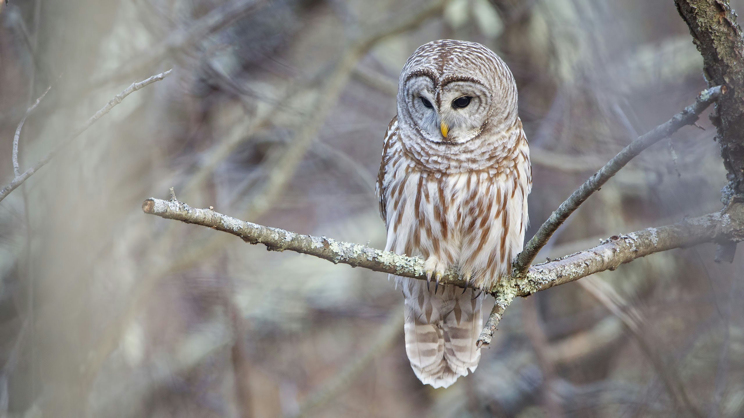 Barred owl perched on a branch amidst a blurred forest backdrop.