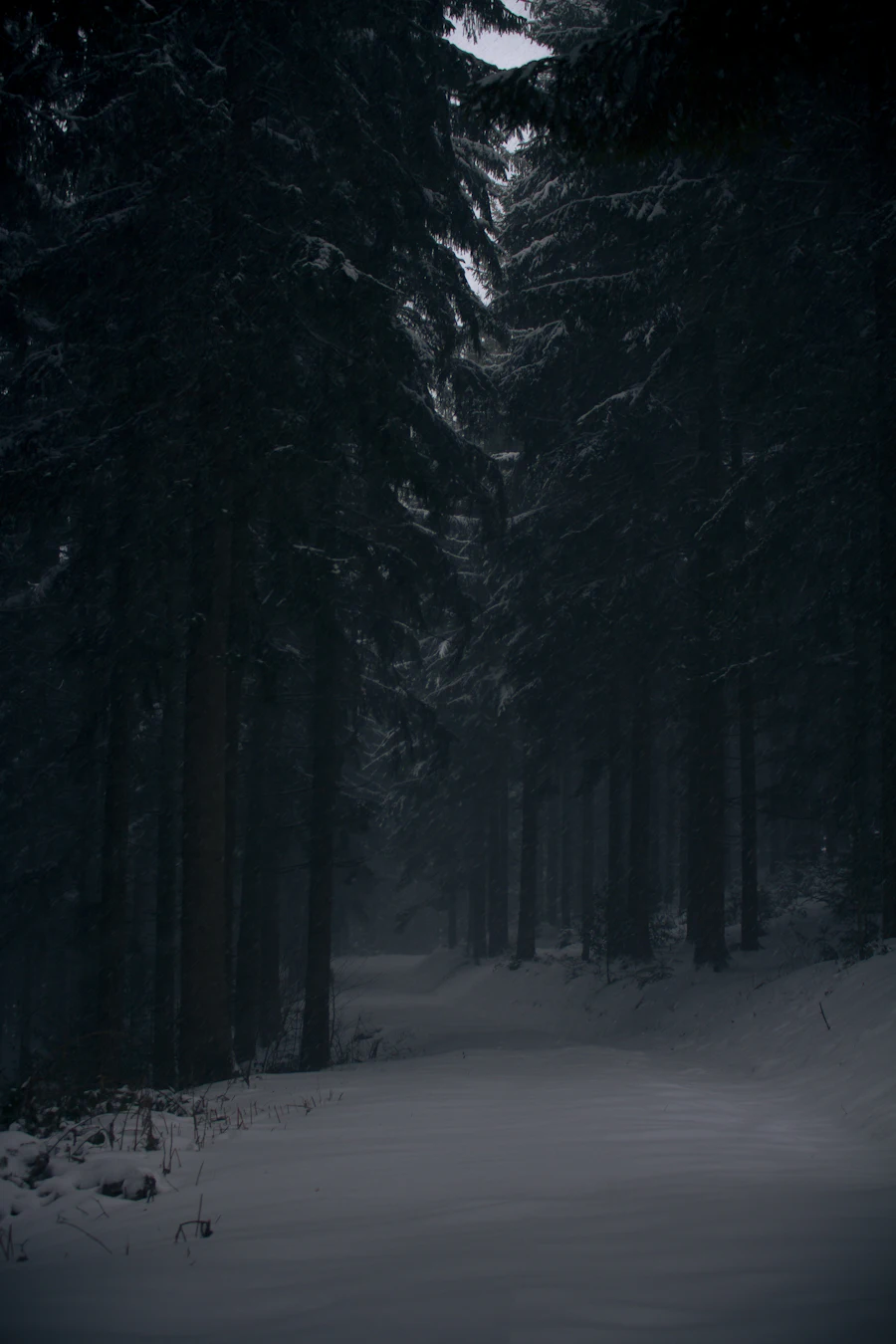 A narrow snow-covered path winds through dark evergreen trees in a dim, wintry forest. Pale mist and overcast light soften the center of the scene.