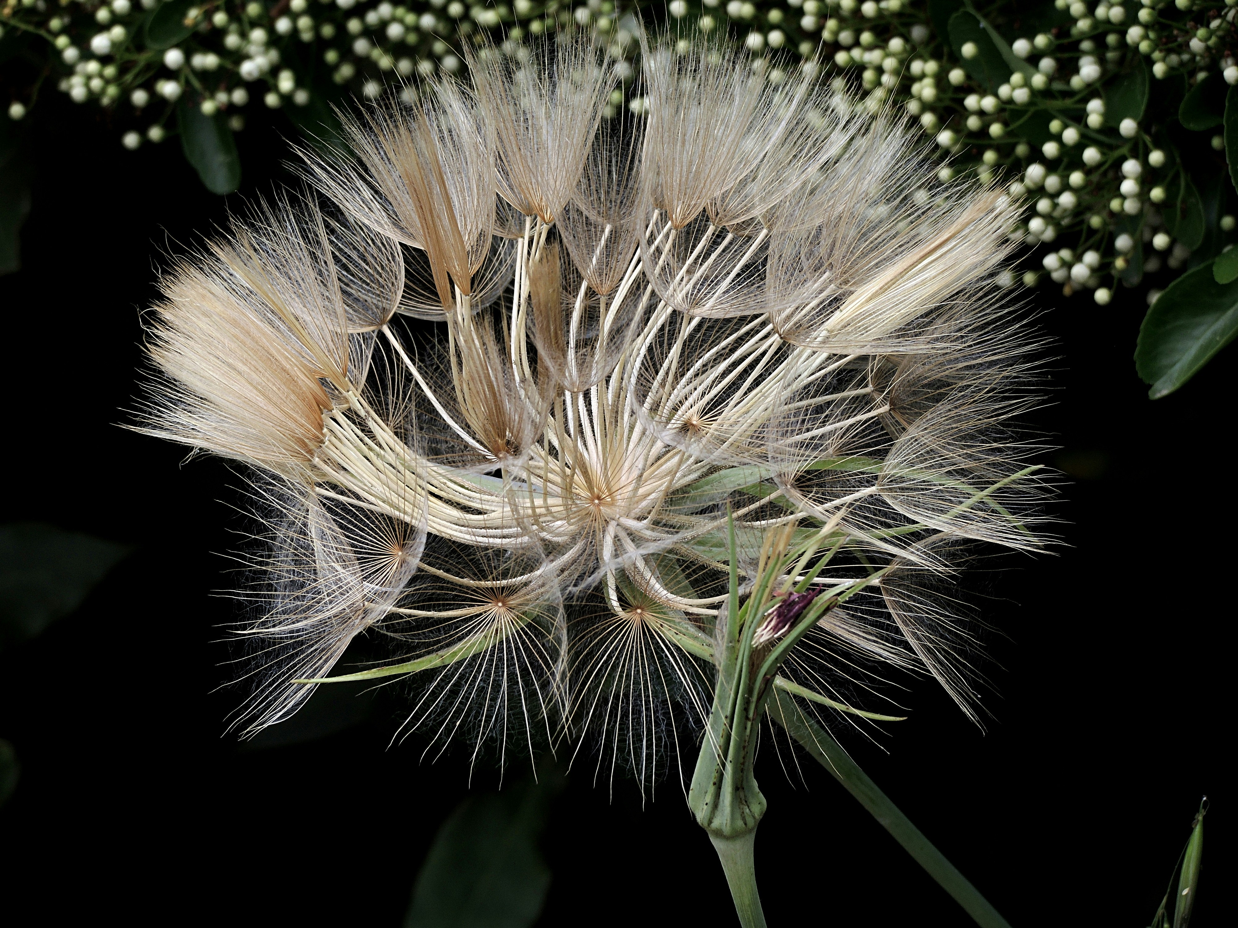 PLANT PHOTOGRAPHY | 43 best free plant, flower, flora and blossom ...