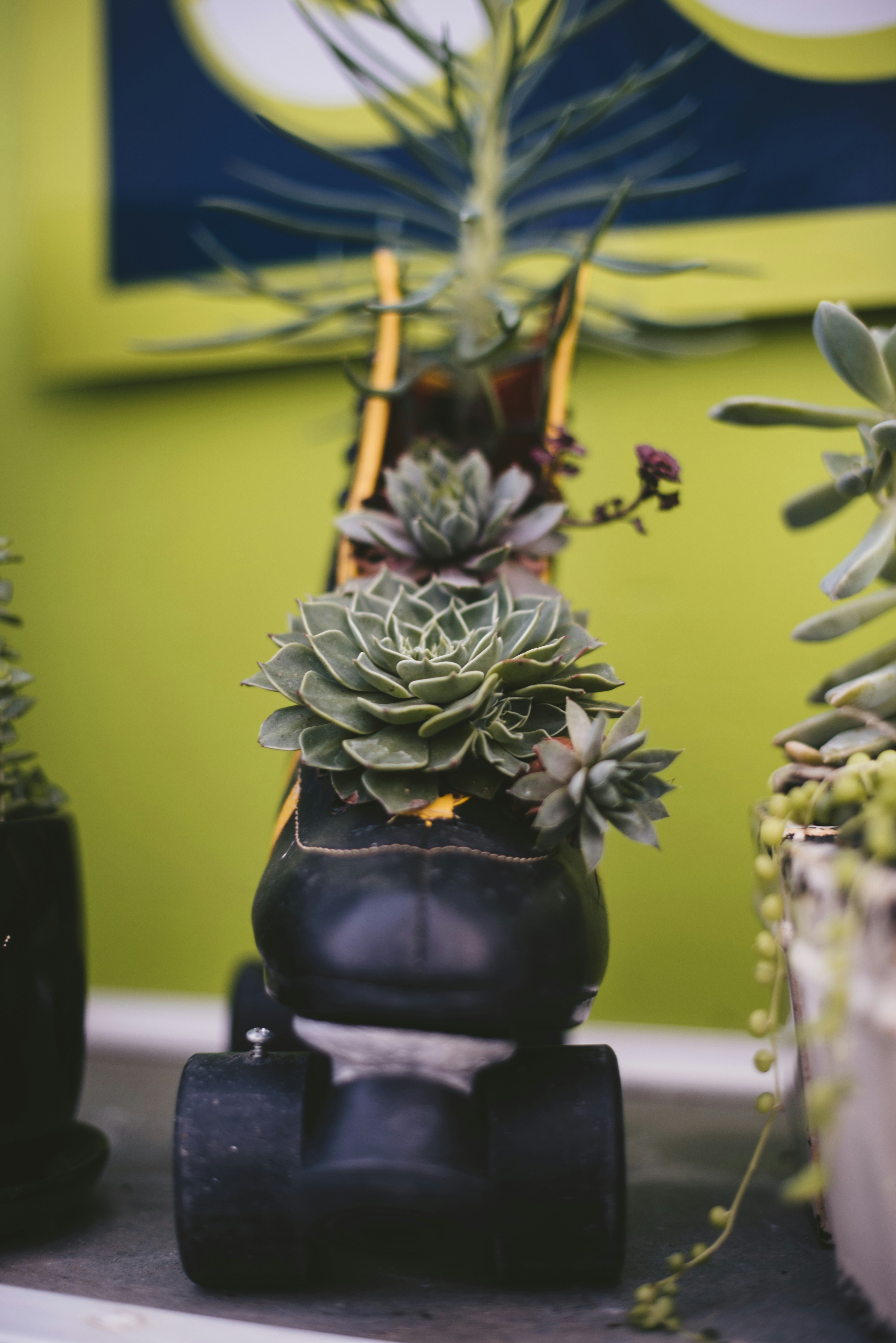 A vintage roller skate repurposed as a planter, adorned with various succulent plants against a vibrant green backdrop.