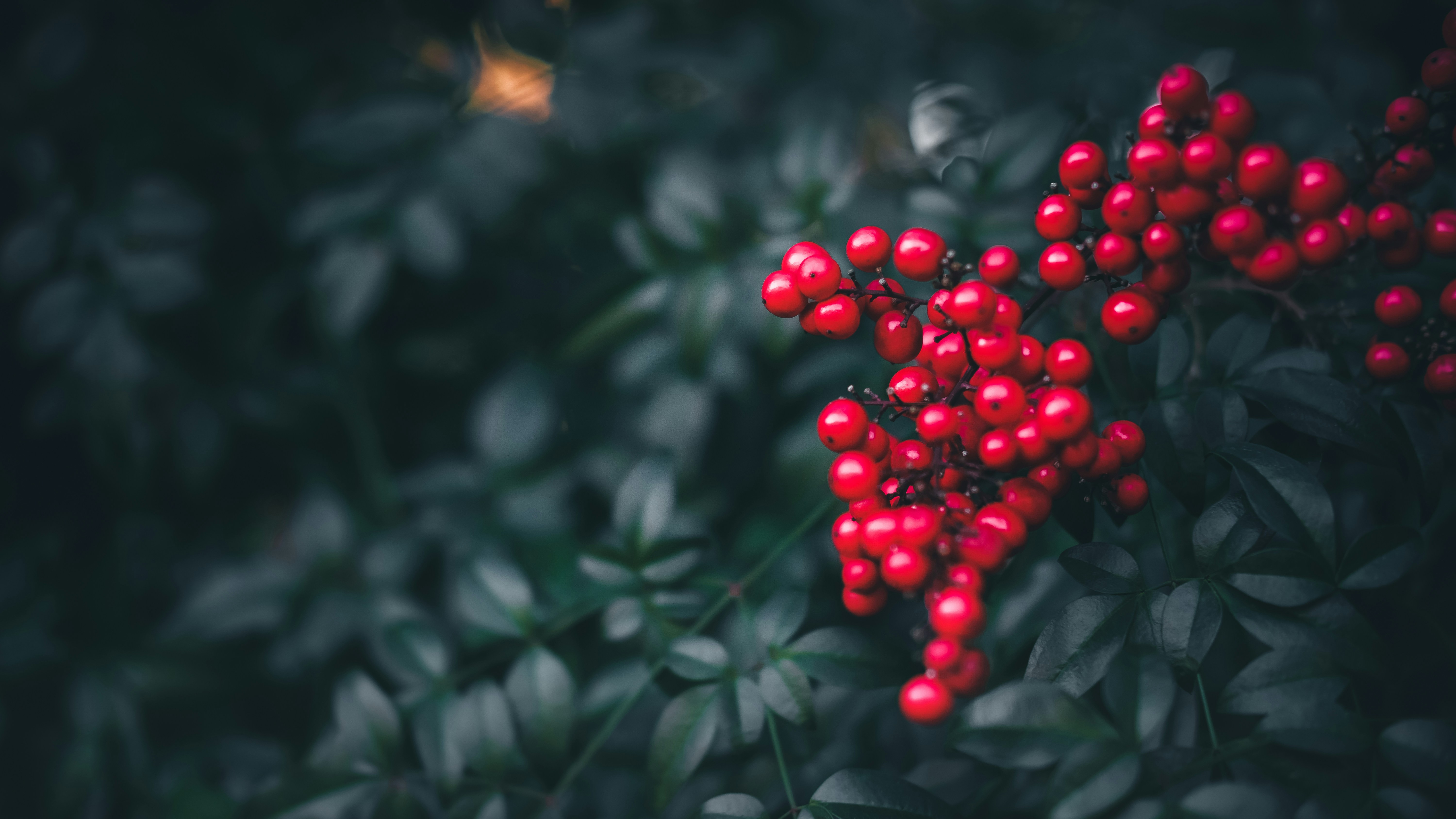 Crimson Cluster on a Velvet Green Stage
