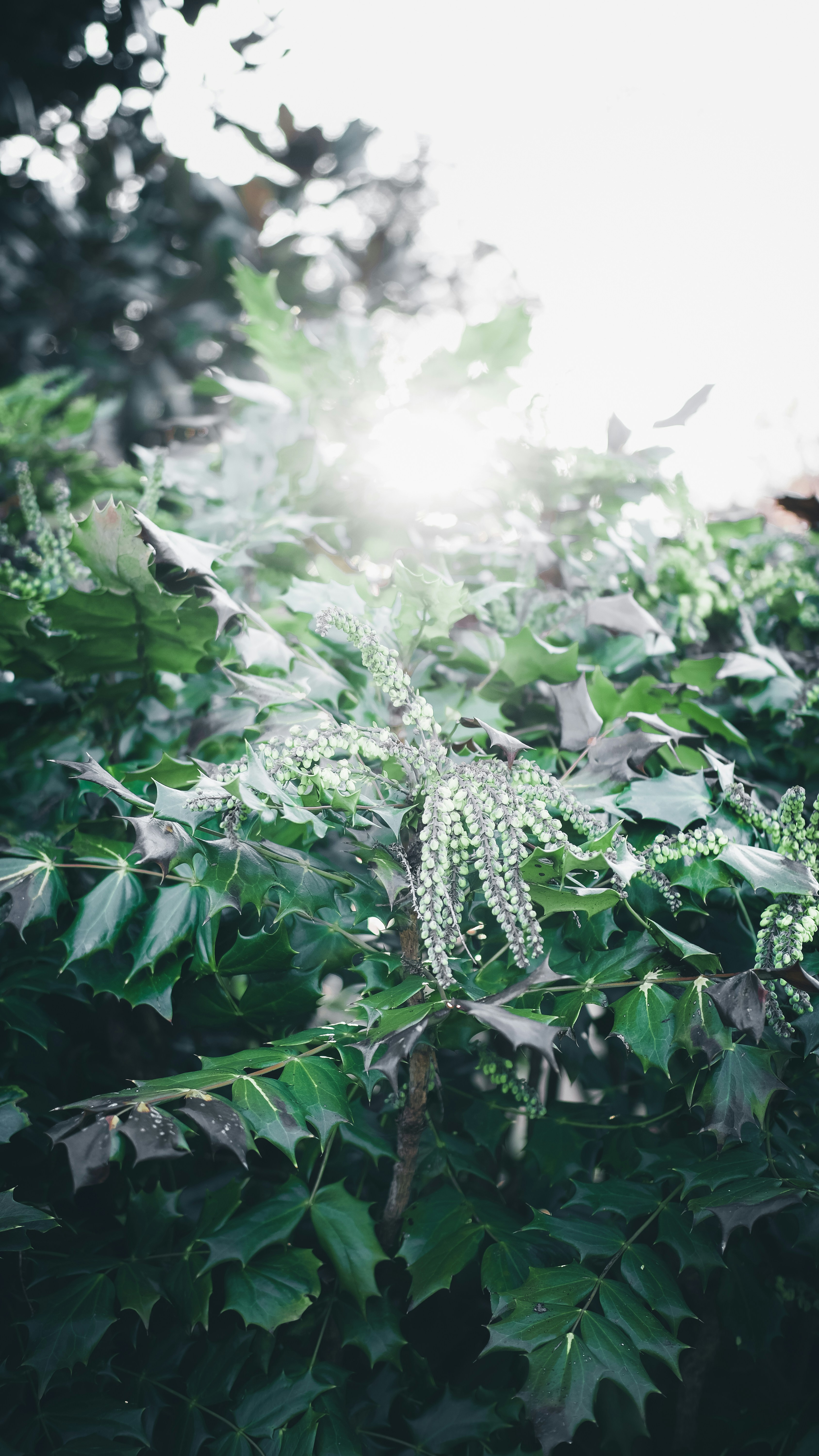 Lush holly leaves adorned with dew glisten under soft sunlight, creating a serene natural atmosphere.