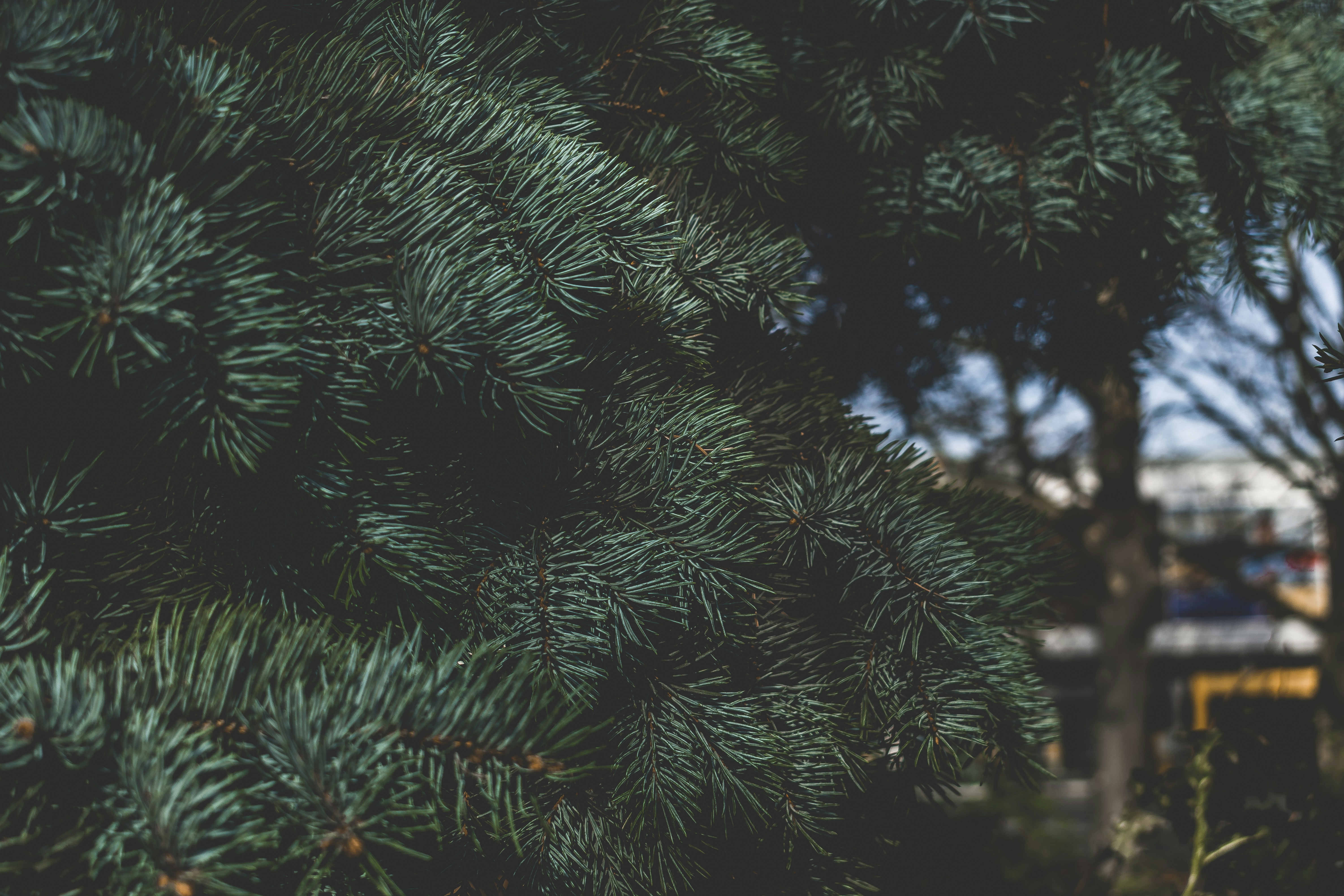 Fronds in Focus: Pine Needles Framing a Quiet Park