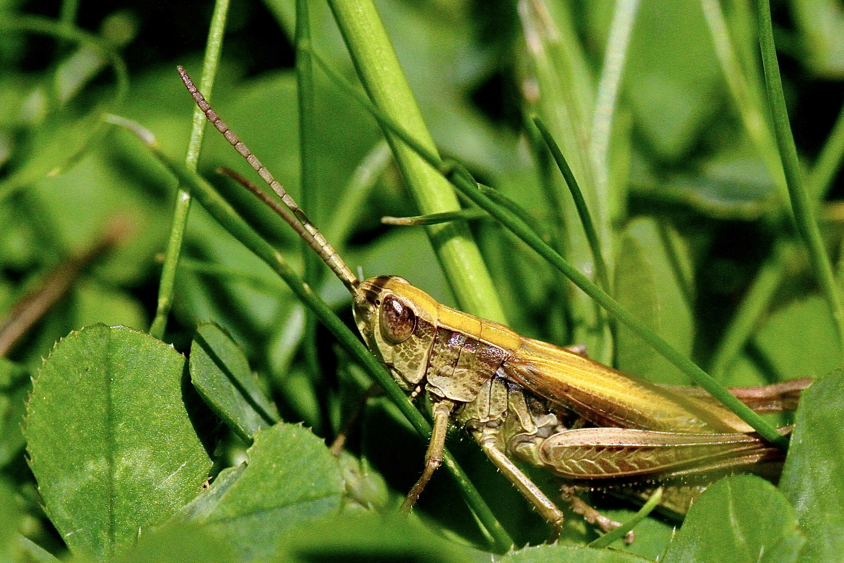 Close-up of a grasshopper camouflaged among green grass and clover, showcasing its delicate features and vibrant colors.