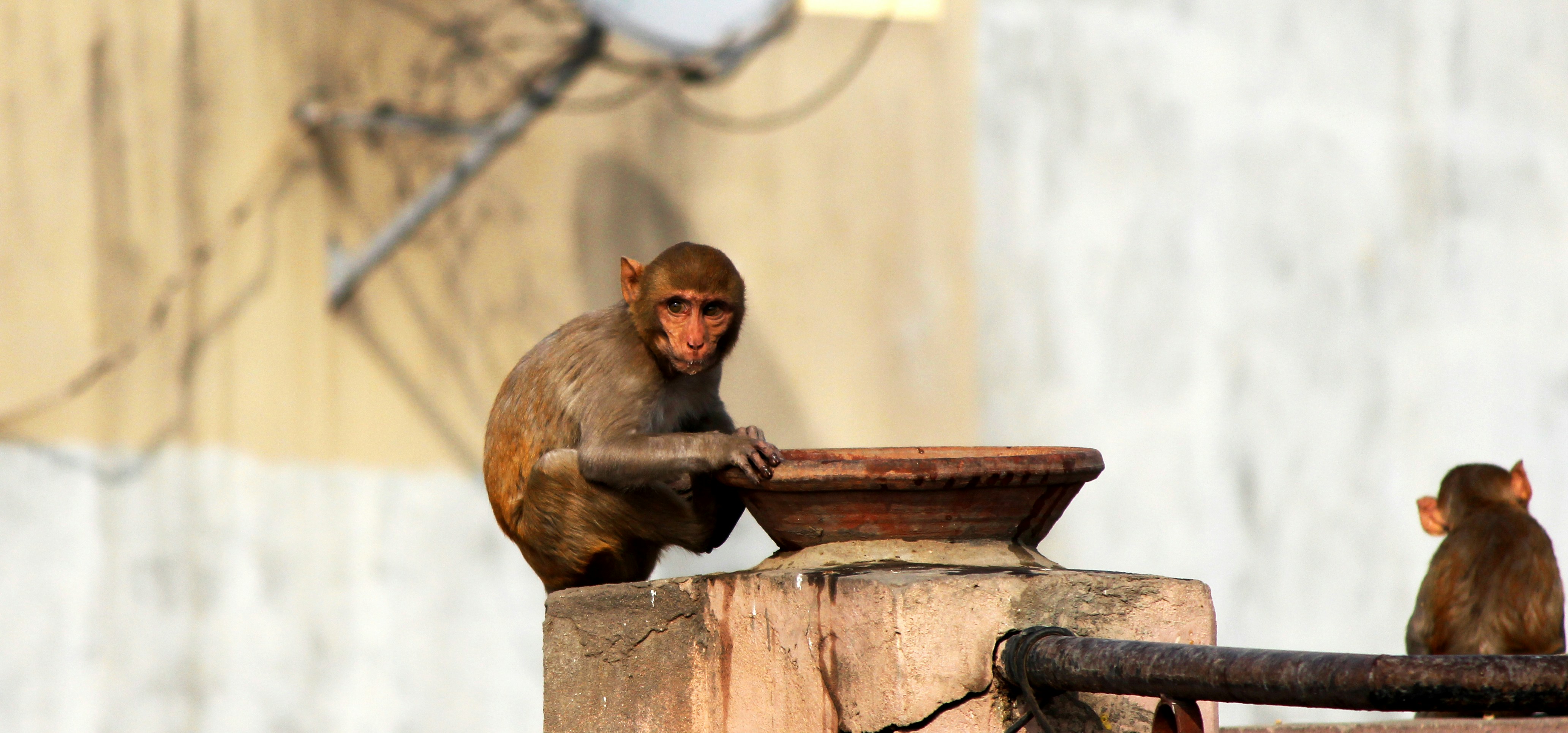 Monkey sitting on concrete pillar with basin photo – Free Monkey Image ...