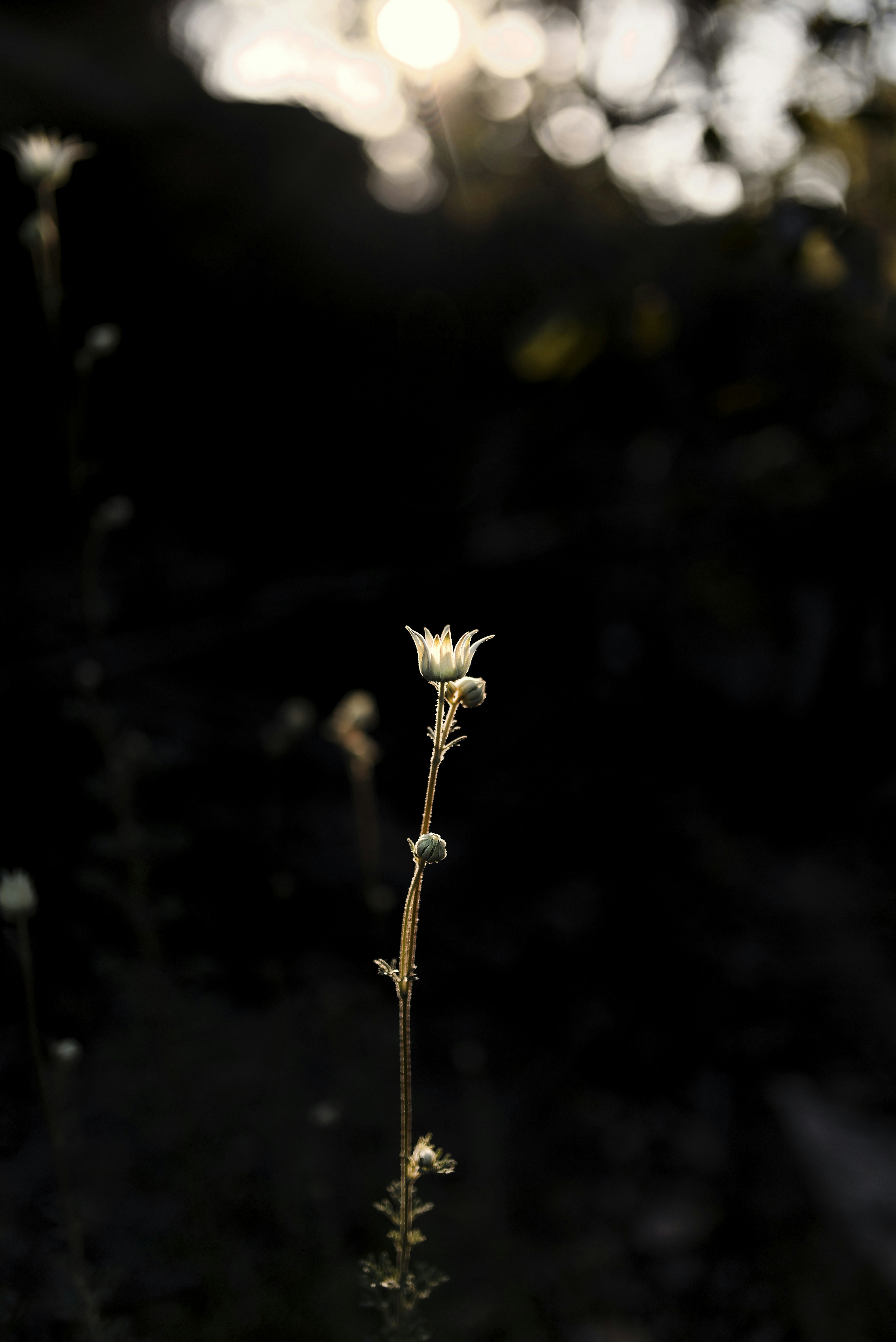 A solitary backlit bloom pierces the dusk shadows