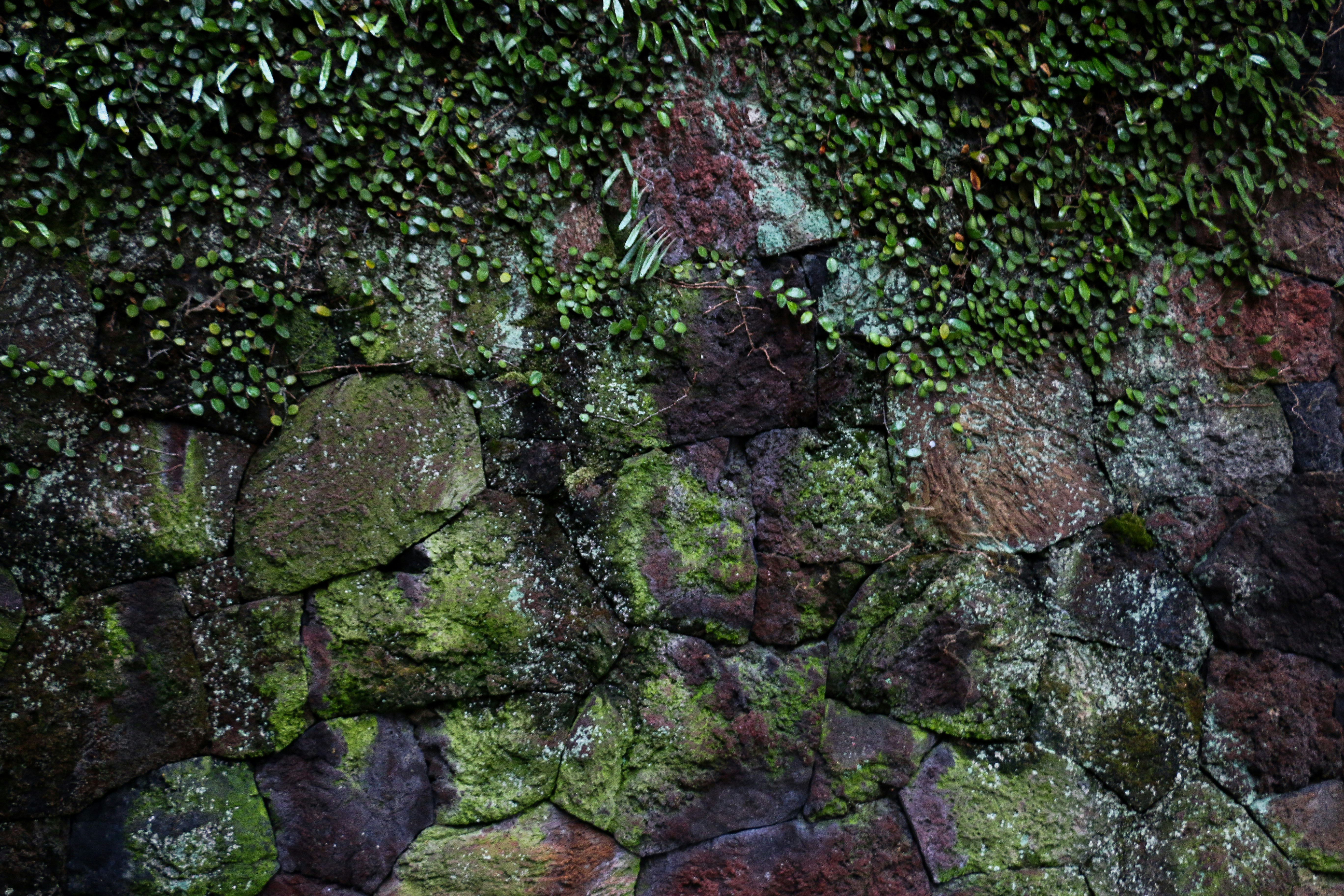 500+ Moss Texture Pictures [HD] | Download Free Images on Unsplash
