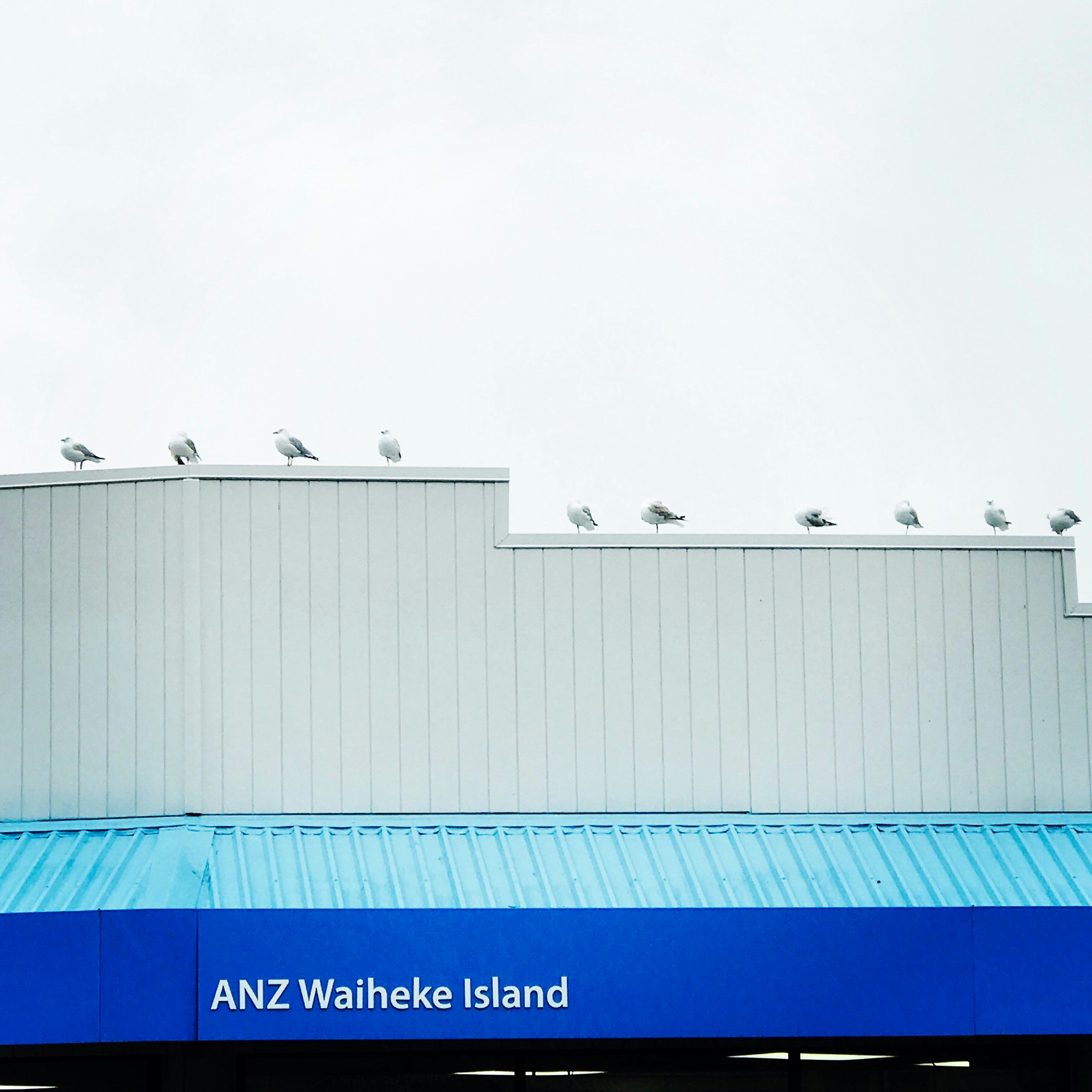 White-and-gray birds perched on a building's stepped roof with a bright blue awning labeled 'ANZ Waiheke Island.'