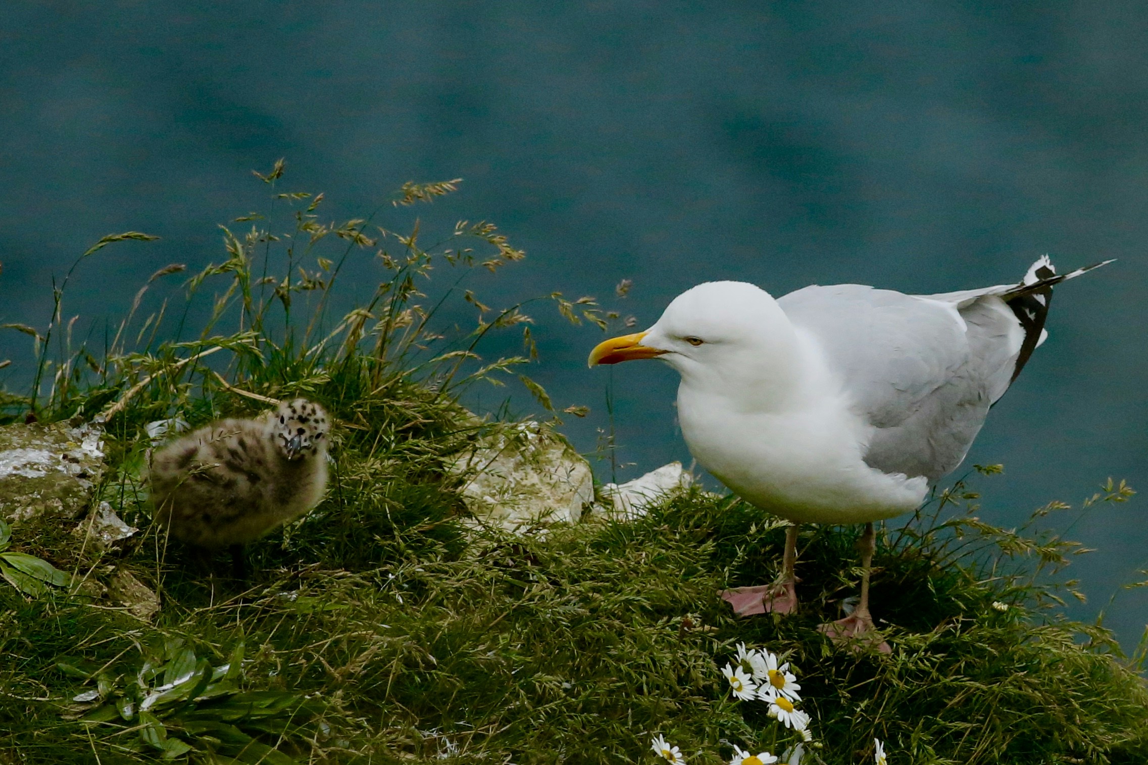 Seagull on grass field photo – Free Coast Image on Unsplash
