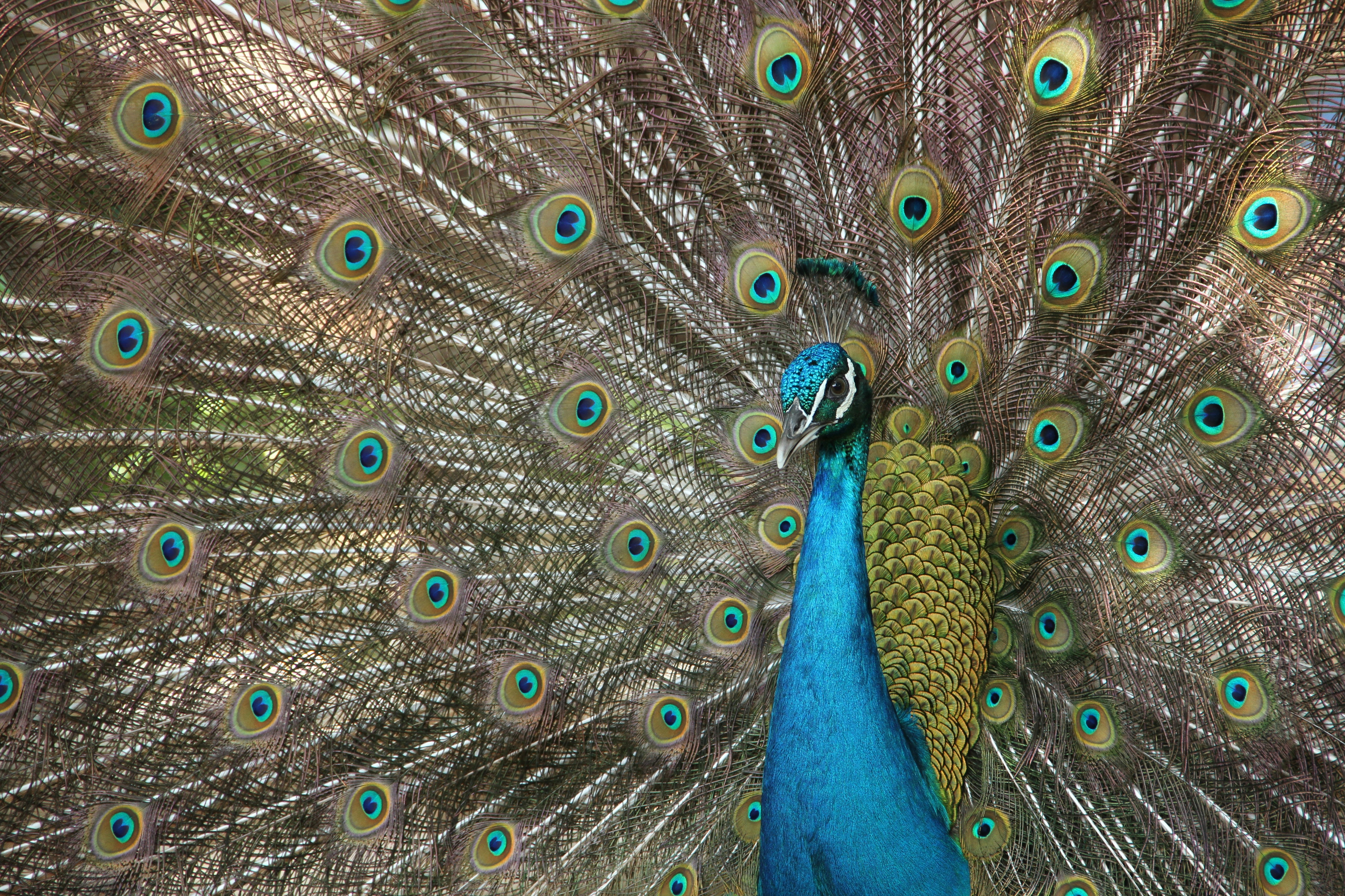 A vibrant peacock showcasing its iridescent feathers in full display, emphasizing its striking colors and intricate patterns.